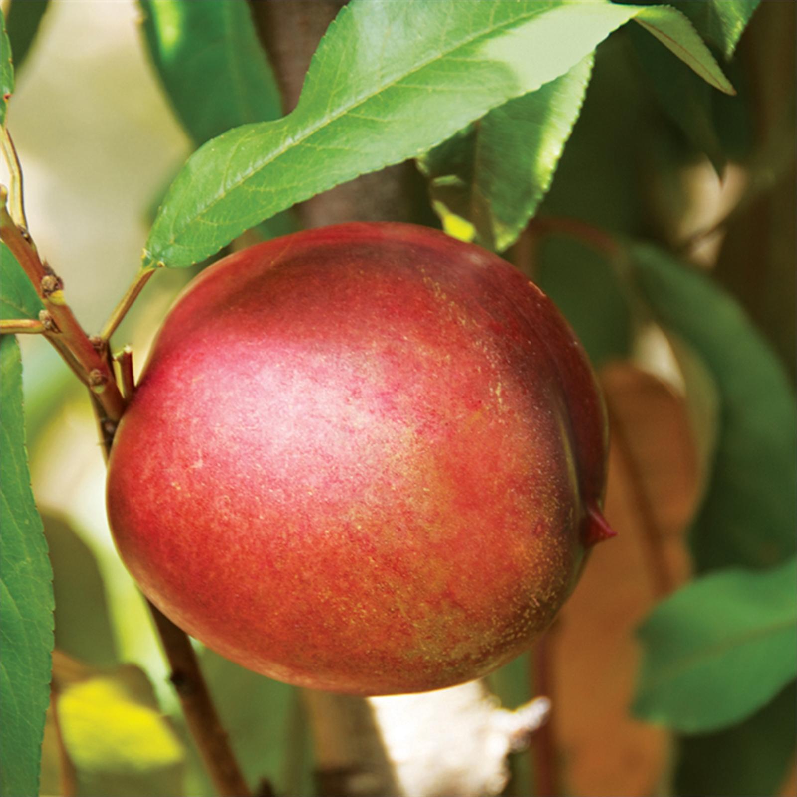 Interspecific Nectarine Plum - F2 Fruit® 'Sugar N Spice' - Bunnings ...