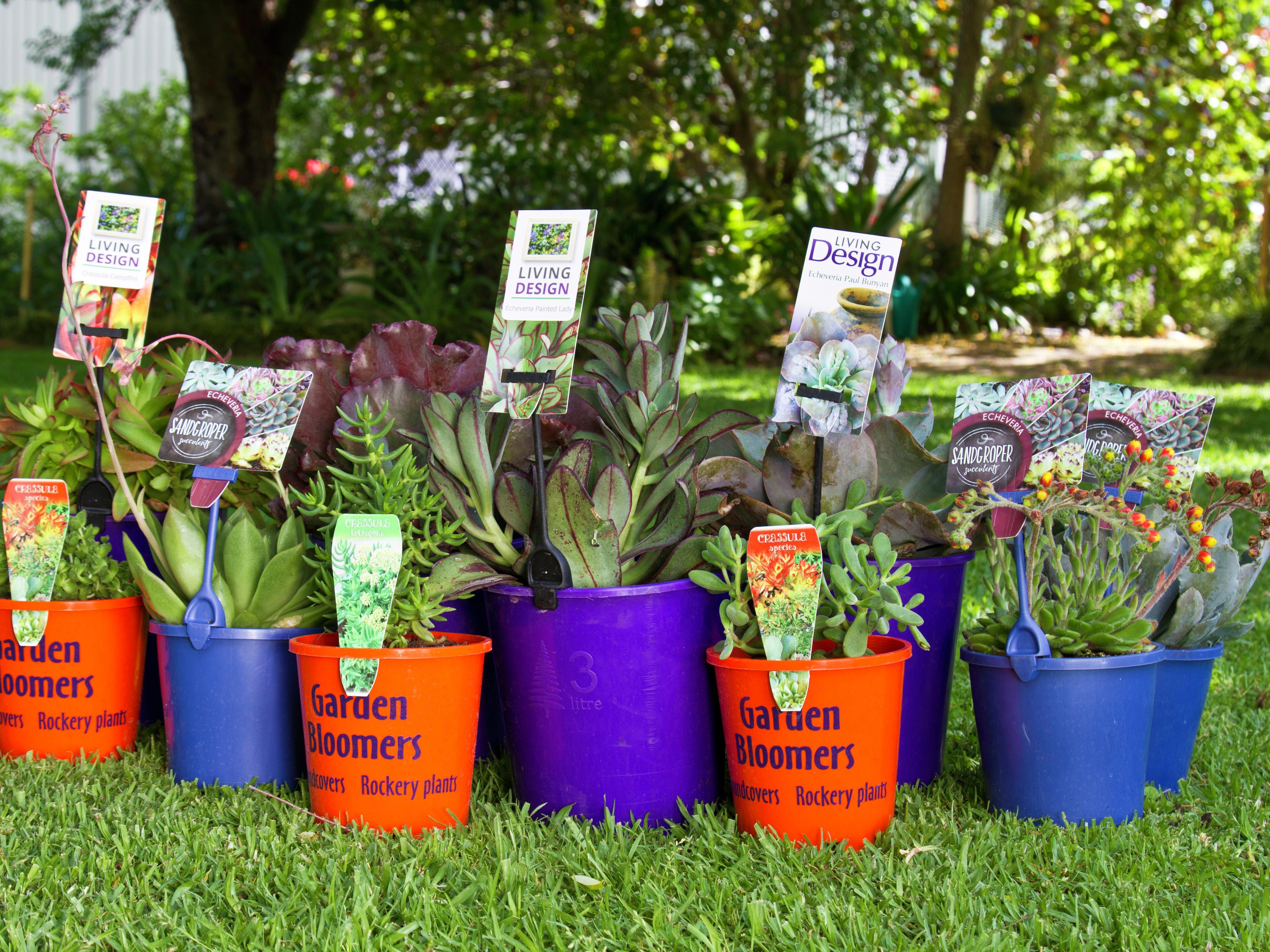 The Garden Diaries: WA in February - Bunnings Australia