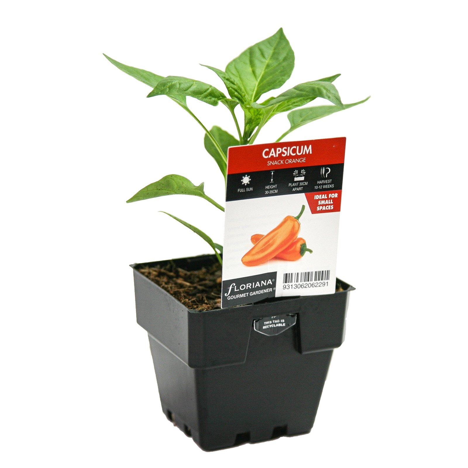 100mm Capsicum Snack Orange - Capsicum annuum - Bunnings Australia