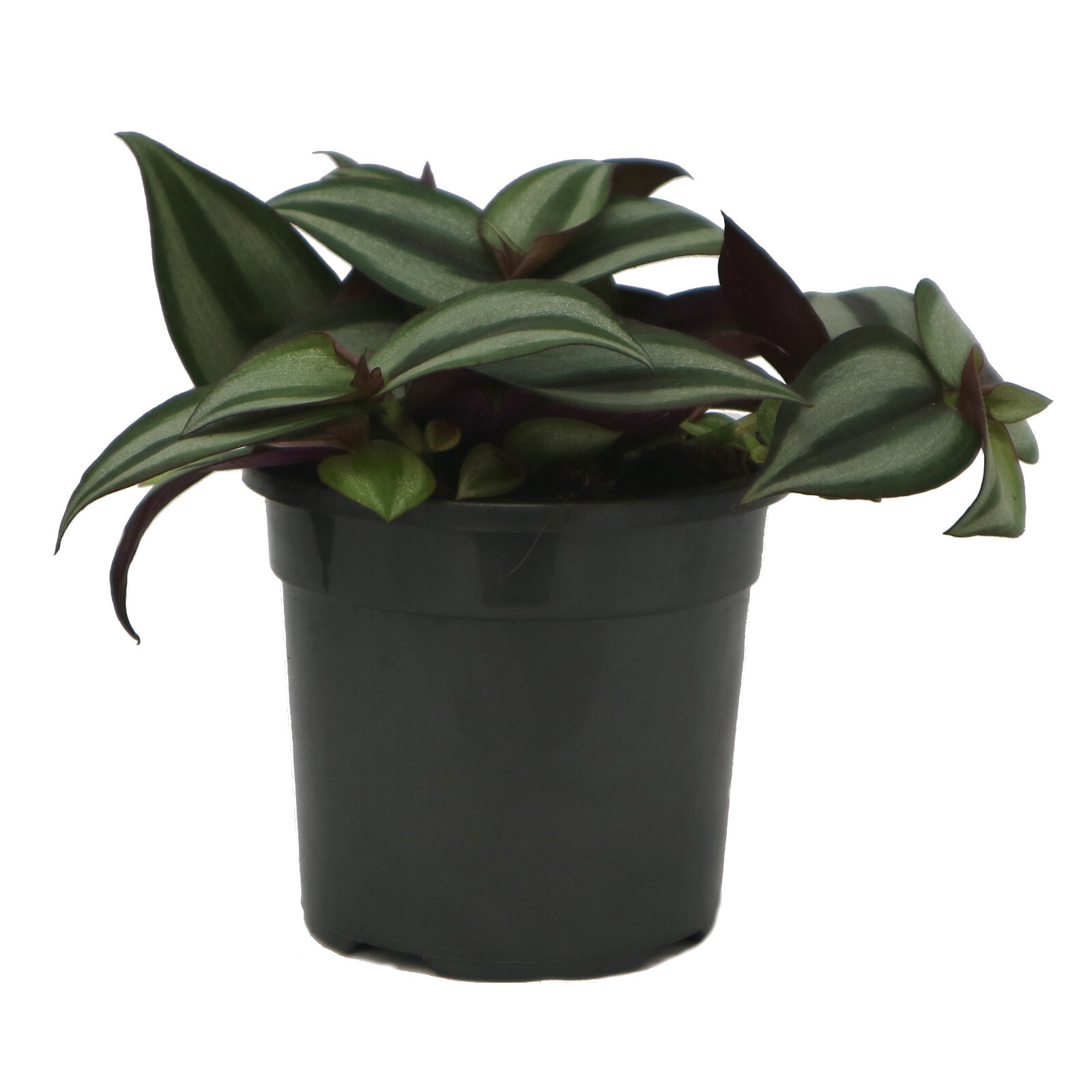 130mm Spider Wort - Tradescantia Spiderwort - Bunnings Australia