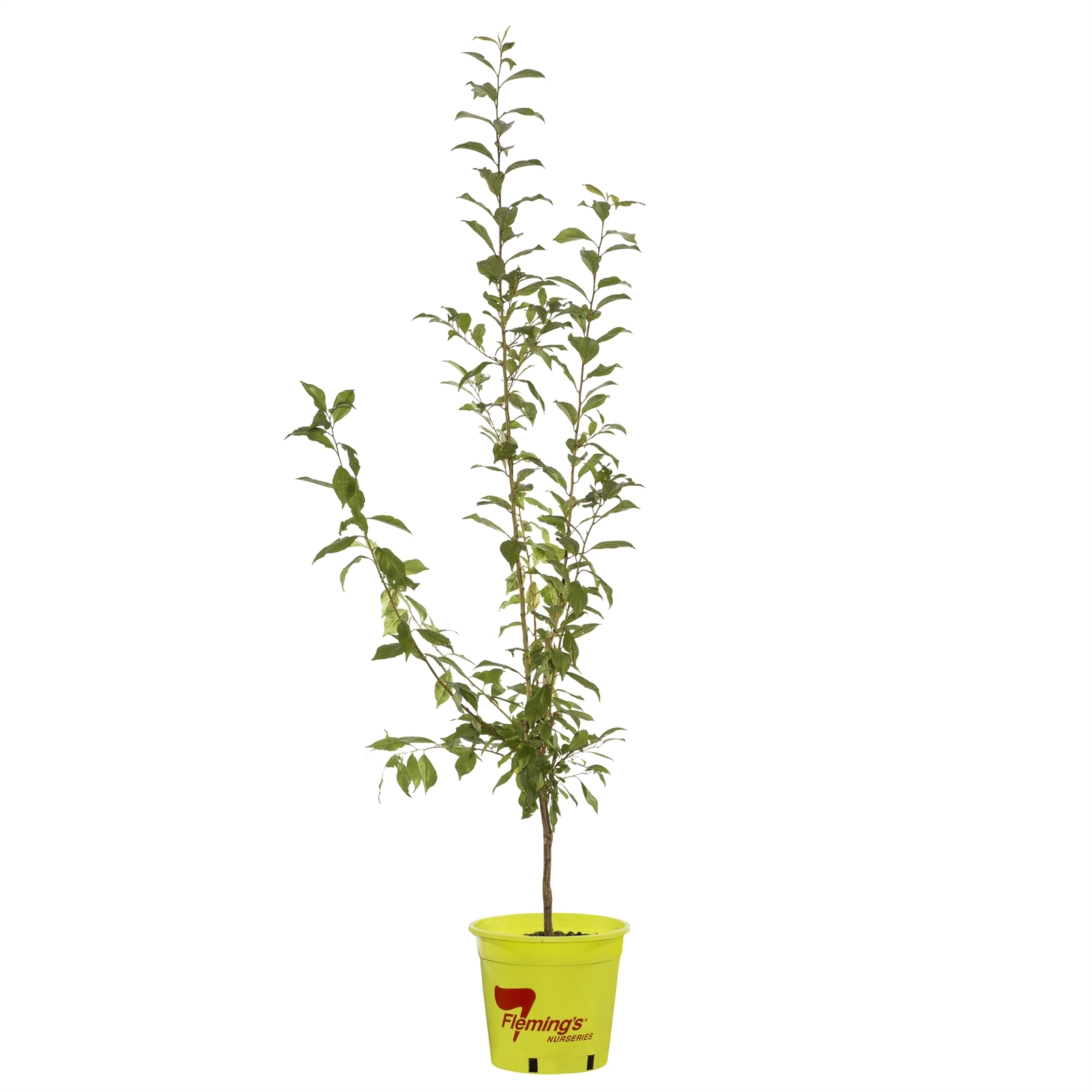 250mm Primetime Plum - Prunus salicina - Bunnings Australia