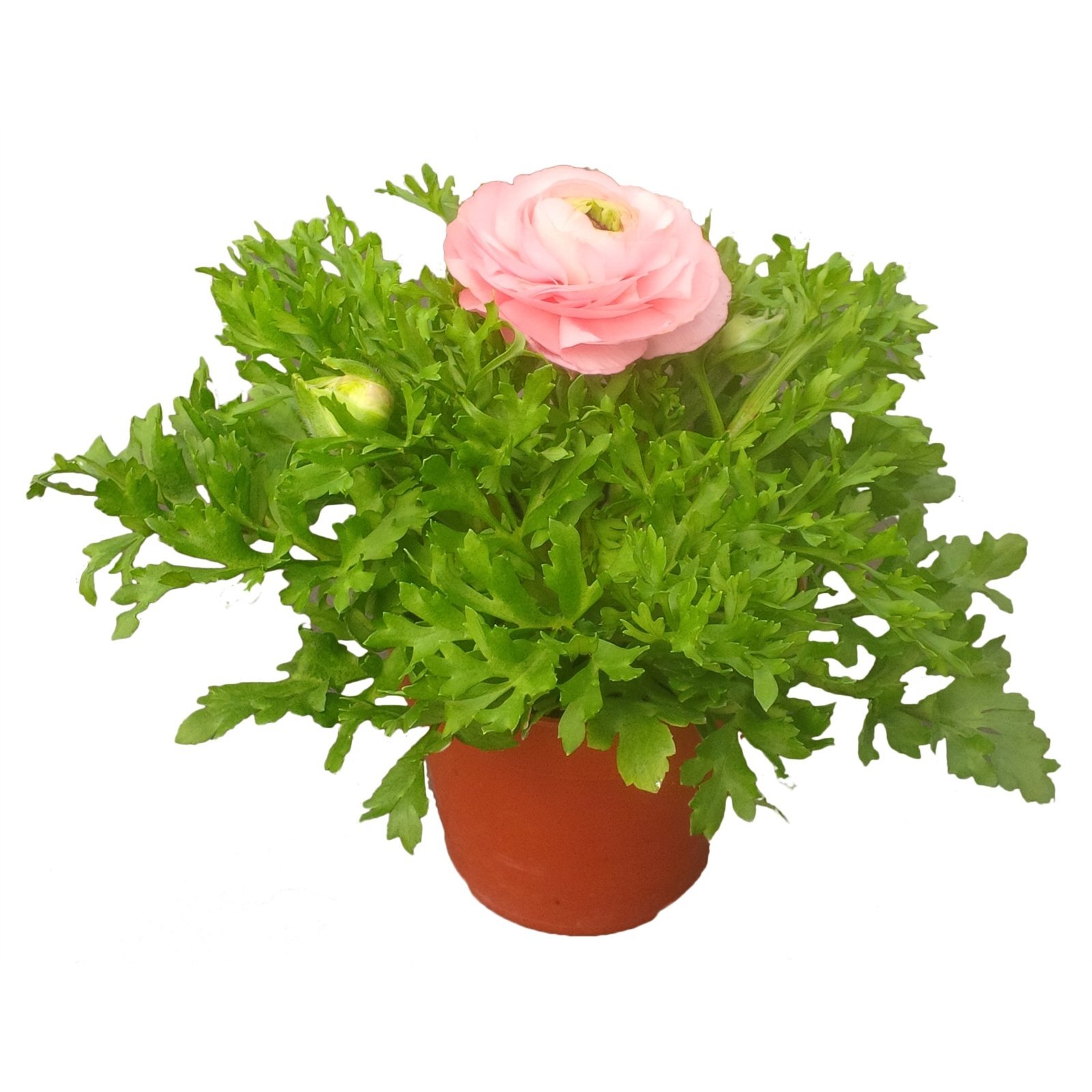 120mm Ranunculus - Ranunculus asiaticus - Bunnings Australia