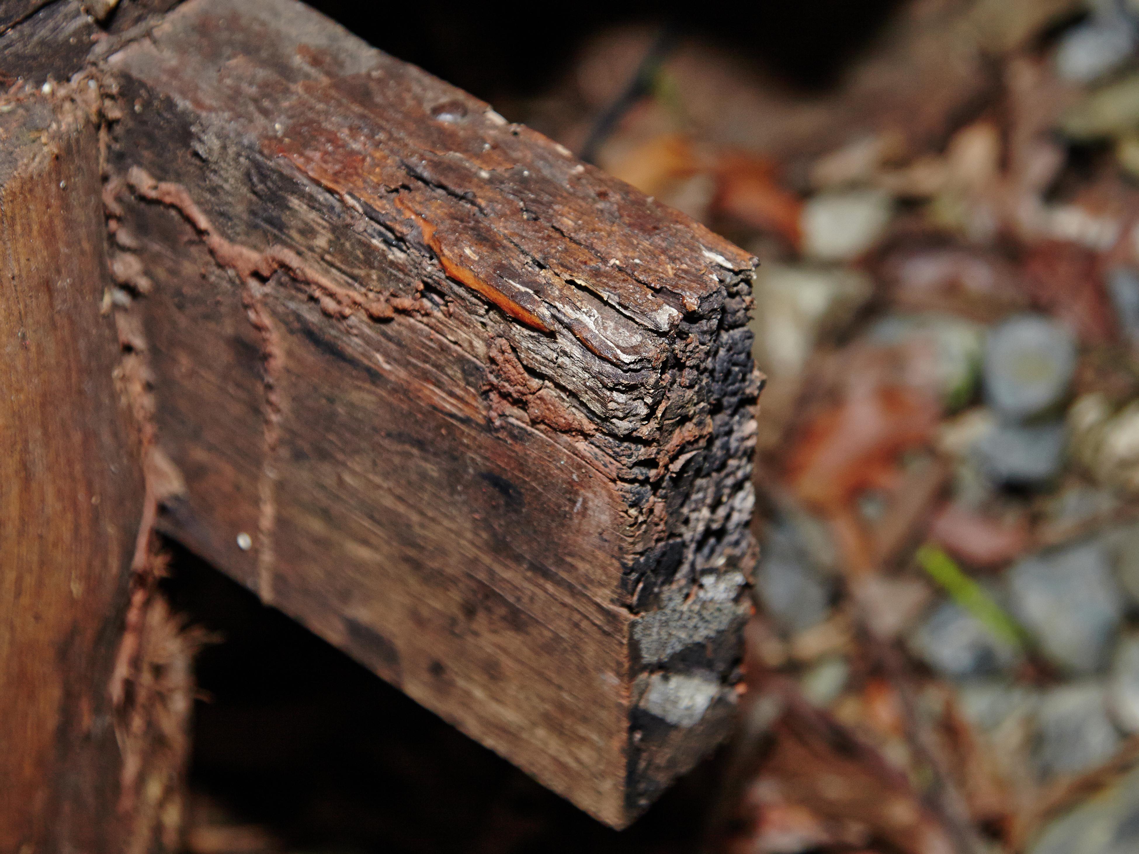 How To Identify Dry Rot - Bunnings Australia