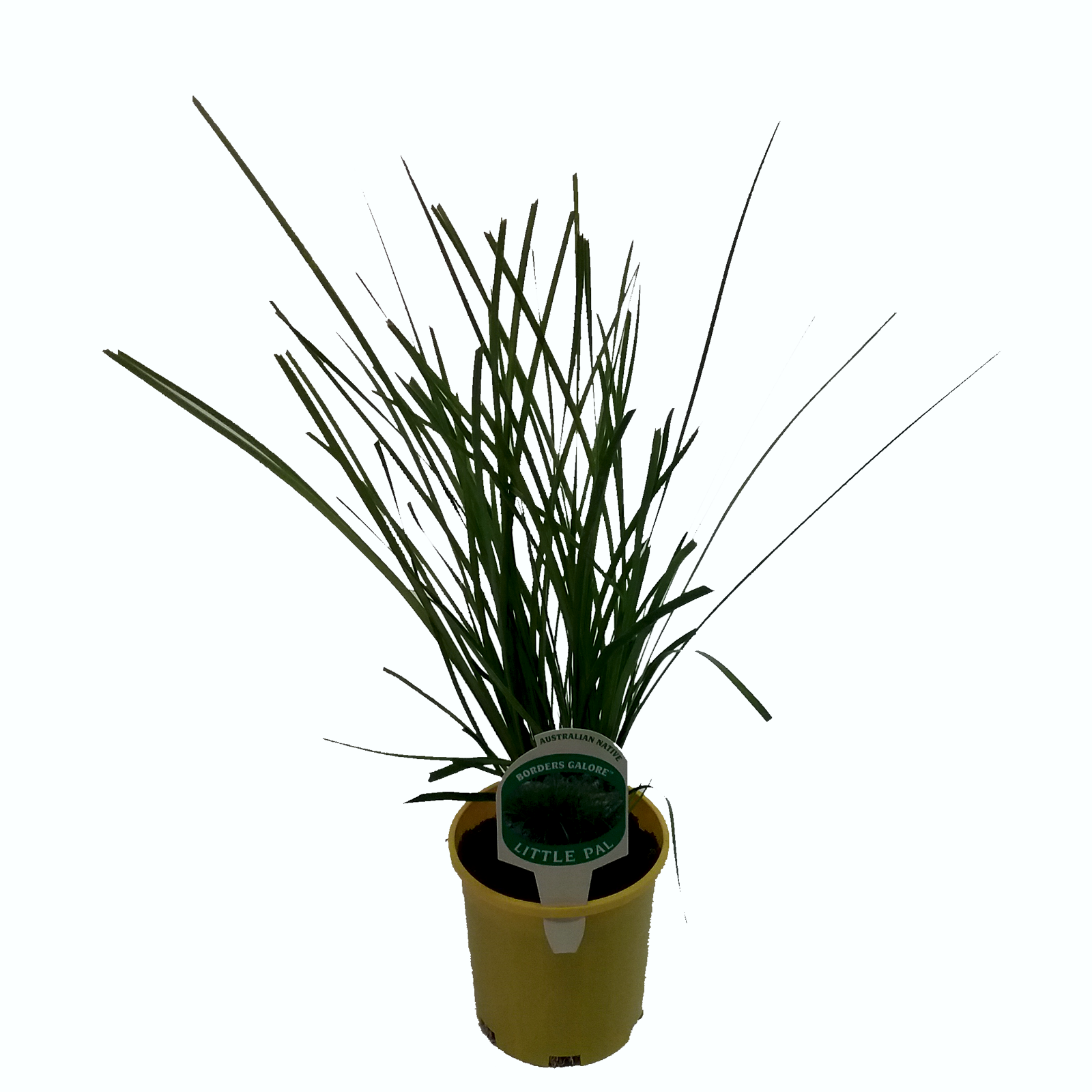 140mm Little Pal - Lomandra confertifolia - Bunnings Australia