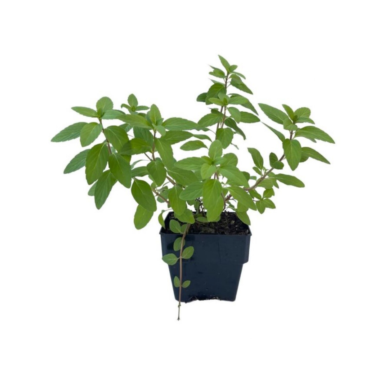 100mm Mint Common - Herbaceous Range - Bunnings Australia