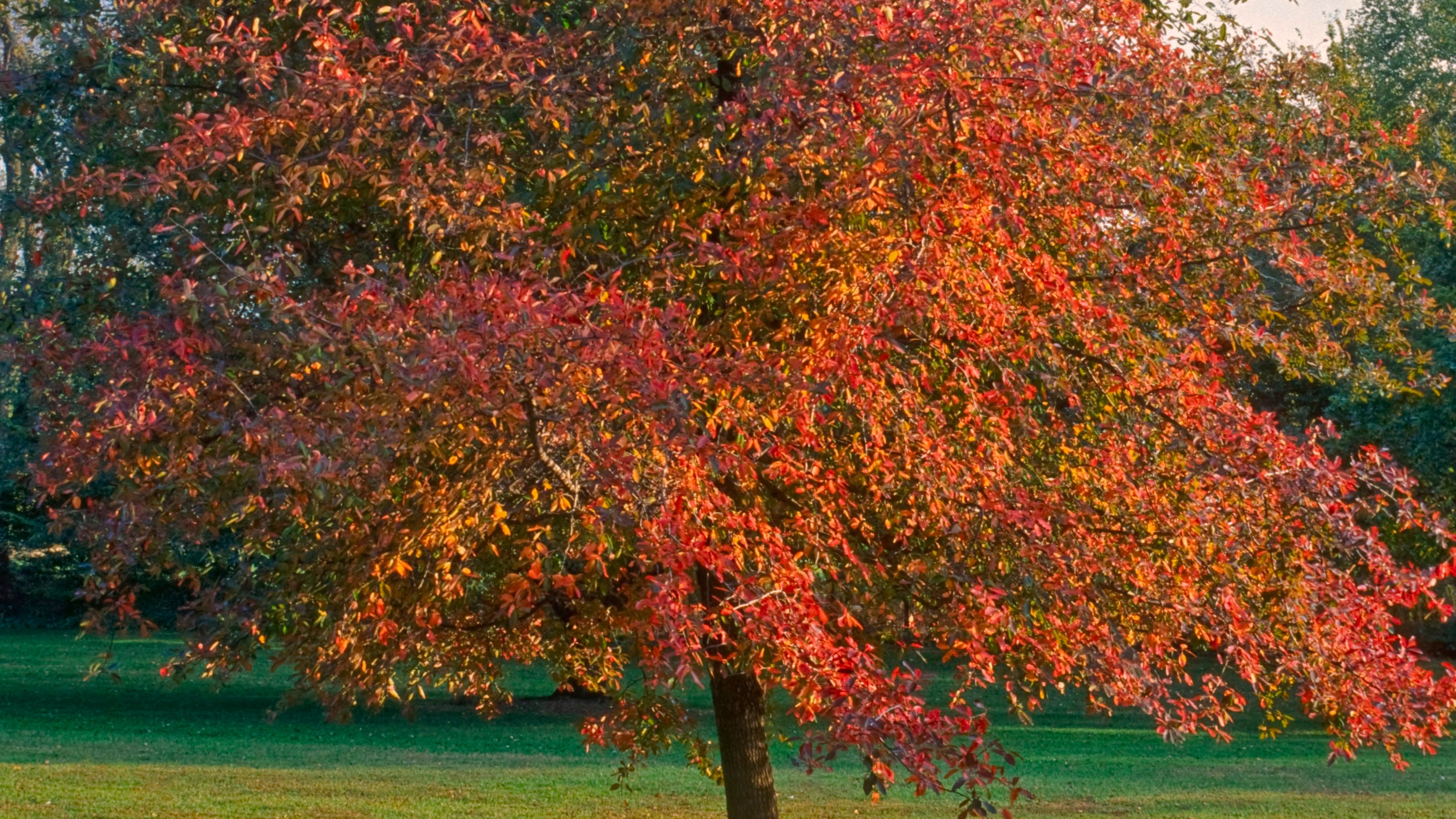 Shade Trees To Keep You Cool This Season - Bunnings Australia