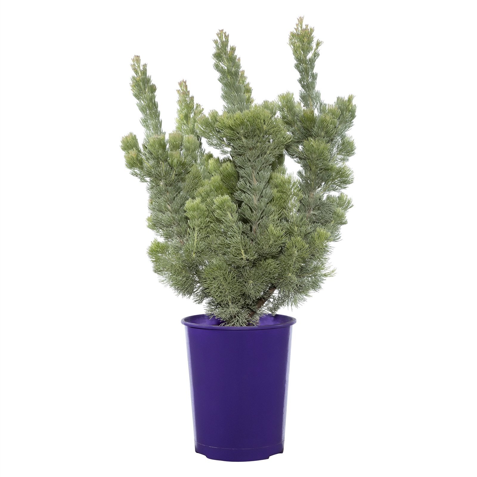 200mm Woolly Bush - Adenanthos sericeus - Bunnings Australia