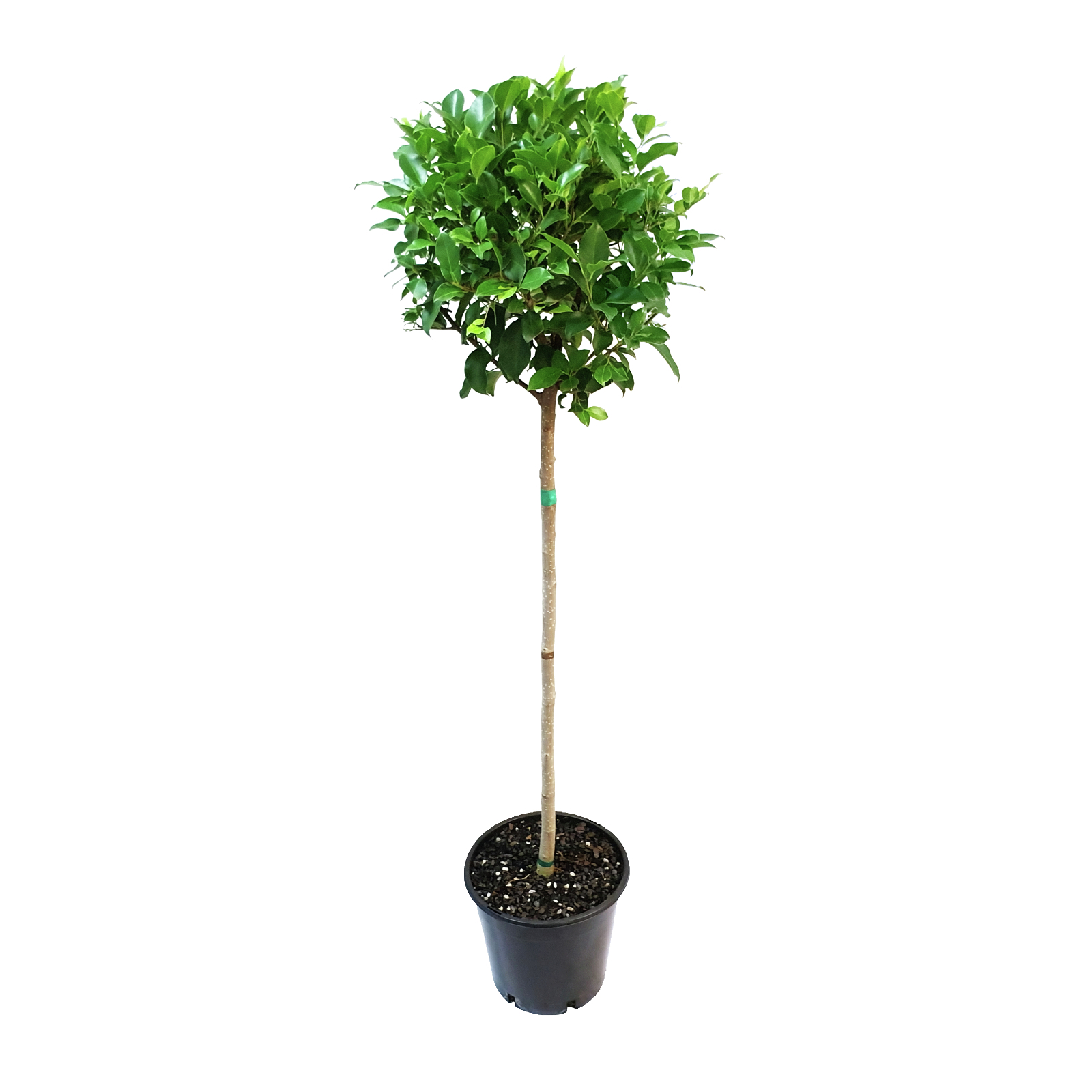 250mm Fig Standards - Ficus microcarpa Hillii - Bunnings Australia