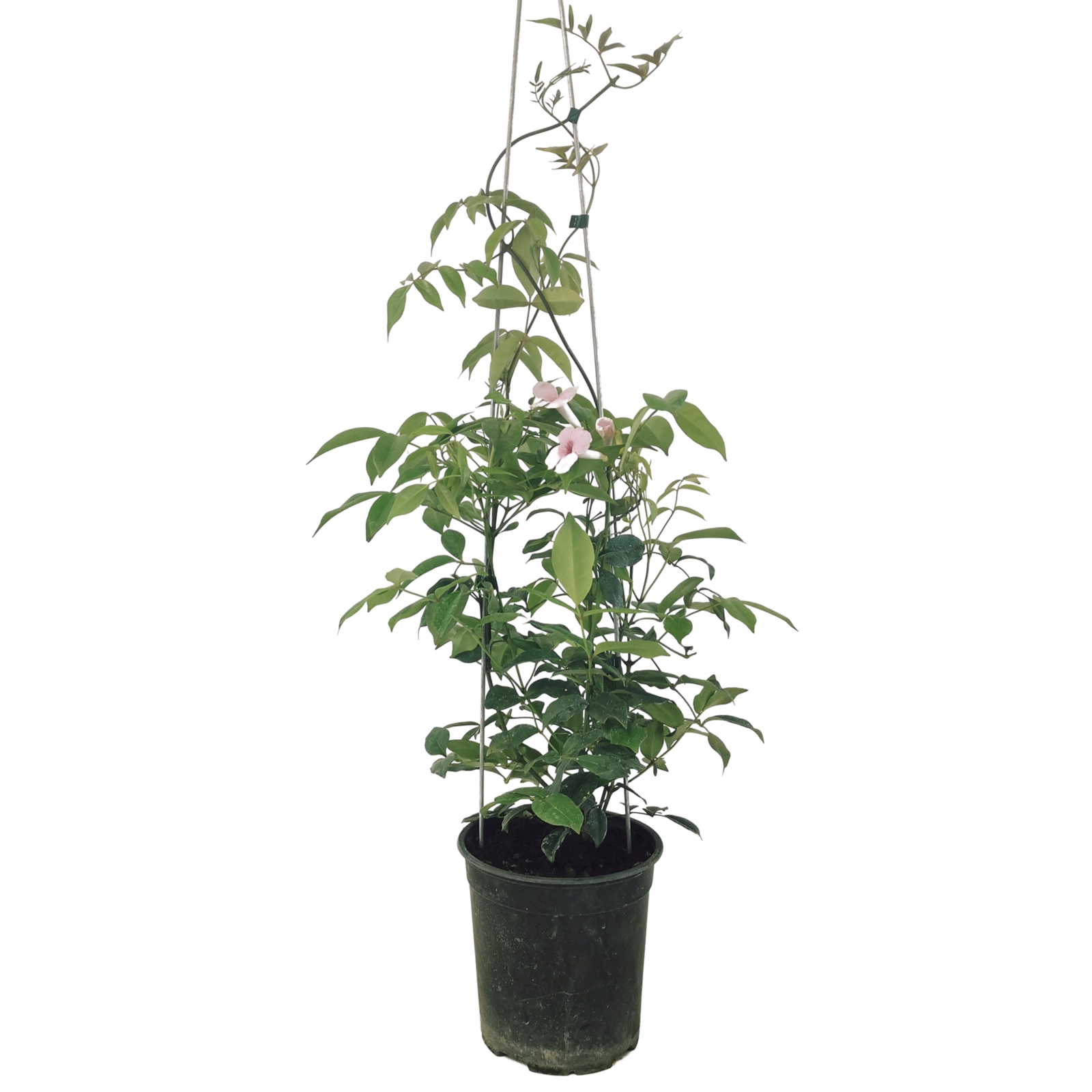 150 Pandorea Pink Bowler Vine - Pandorea Jasminoides Rosea - Bunnings ...