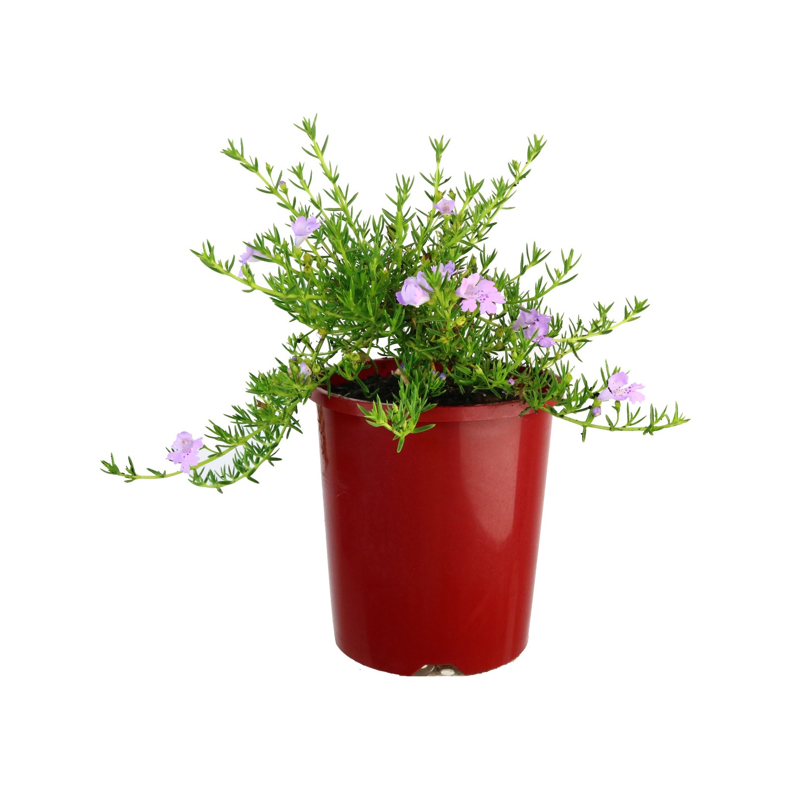 140mm Snake Bush - Hemiandra pungens - Bunnings Australia