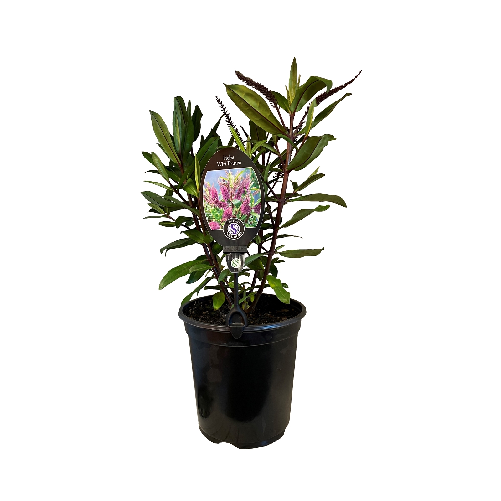 3.5L Hebe Wiri Prince - Hebe hybrid - Bunnings New Zealand