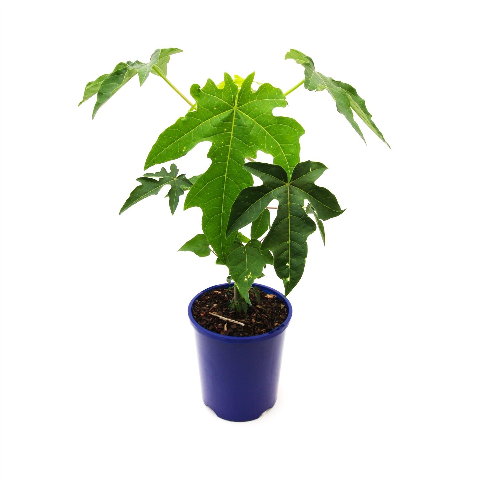 140mm Paw Paw Red Army - Carica papaya - Bunnings Australia