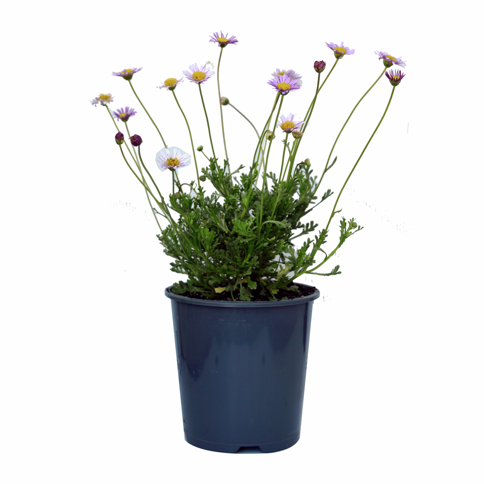 130mm Native Daisy - Brachyscome Jumbo Mauve - Bunnings Australia