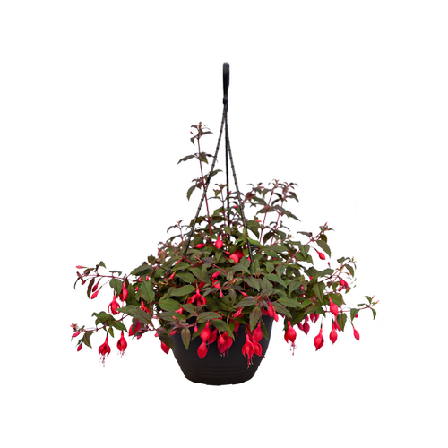 200mm Fuchsia Sun Wren Hanging Basket - Fuchsia magellanica - Bunnings ...