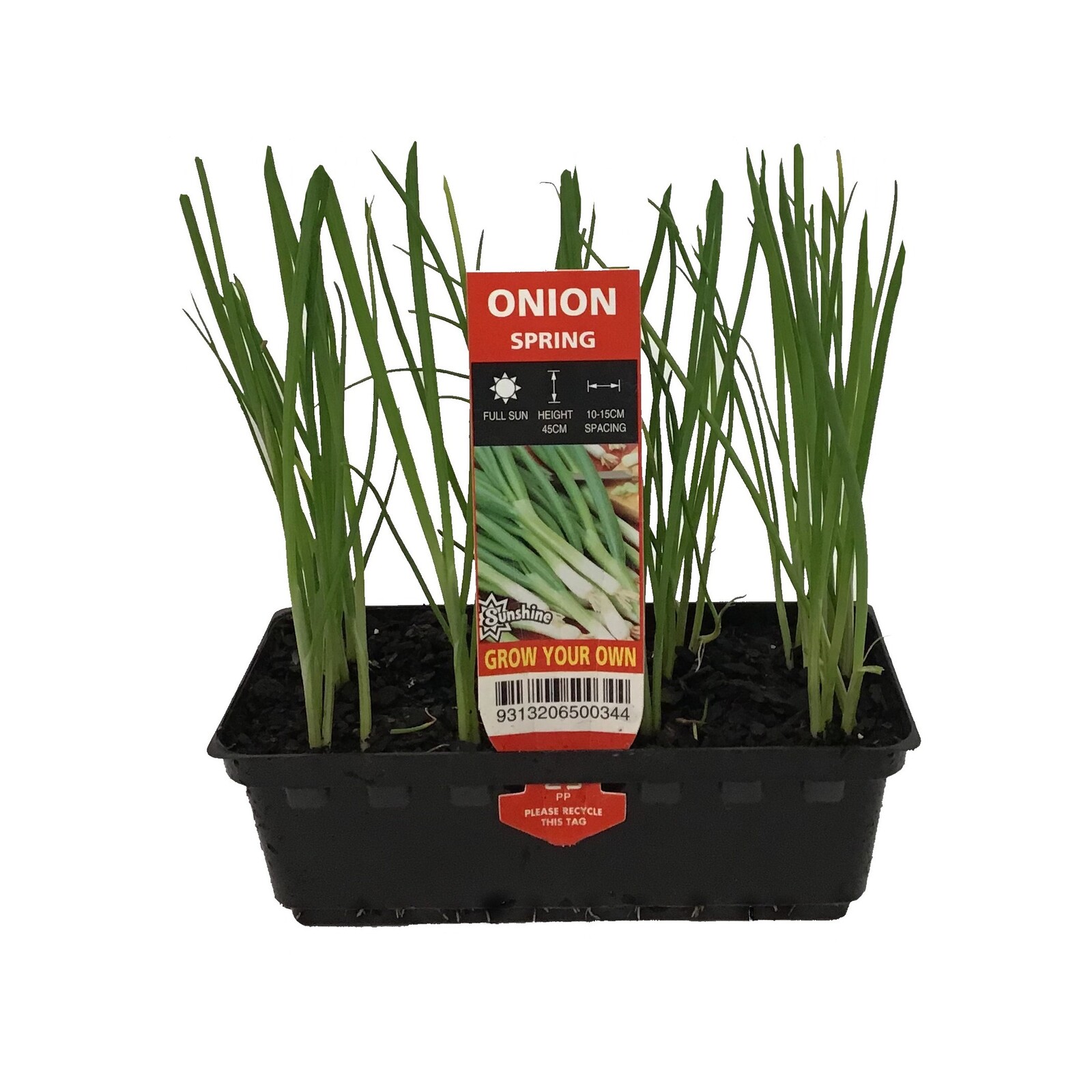 Punnet Spring Onion - Allium fistulosum - Bunnings Australia