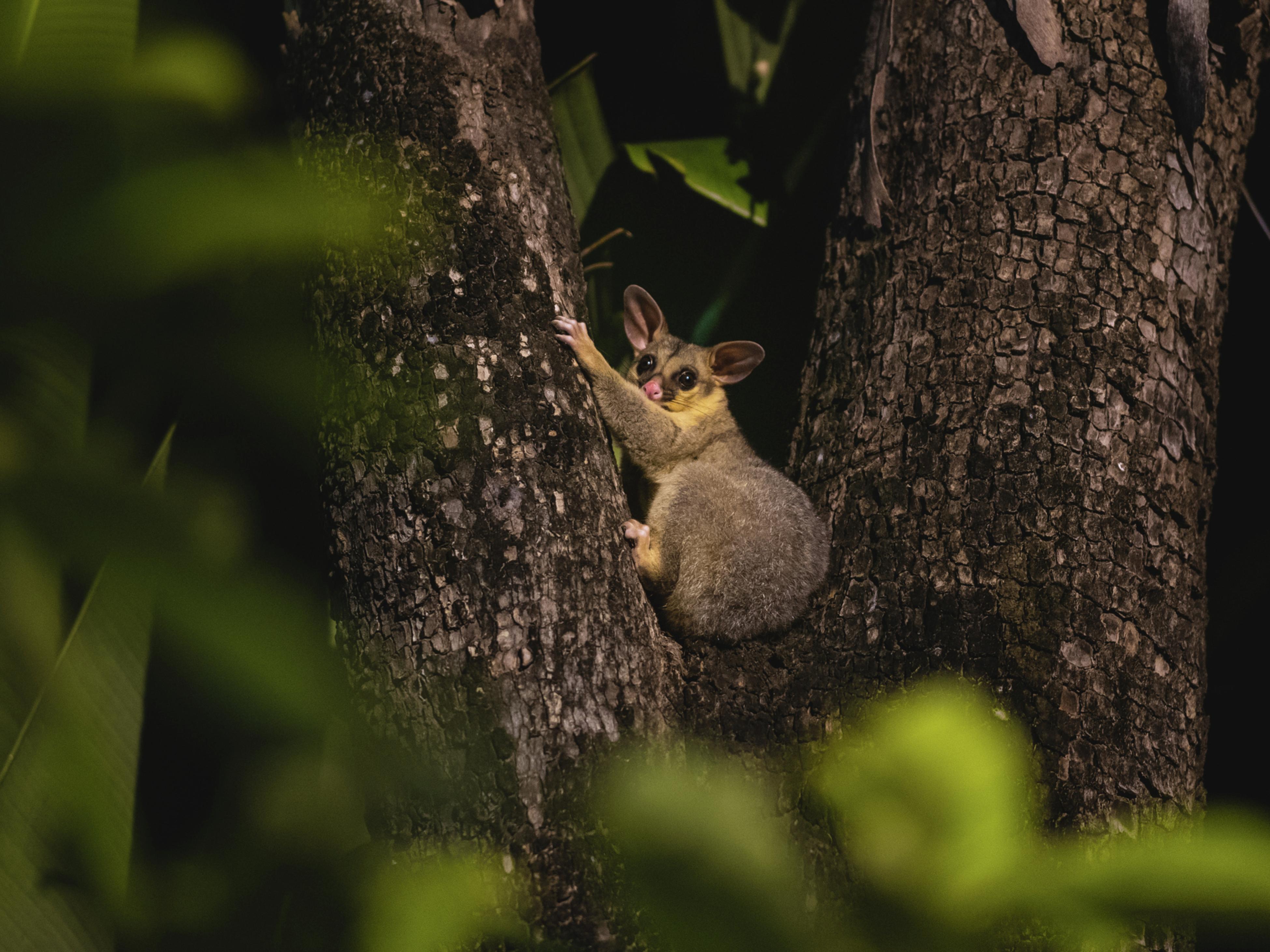 Four Ways To Protect Plants From Possums - Bunnings Australia