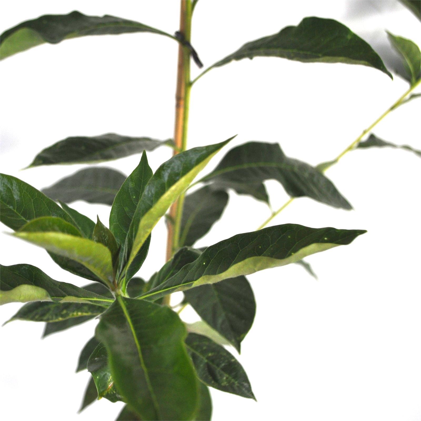 200mm Native Frangipani - Hymenosporum flavum - Bunnings Australia