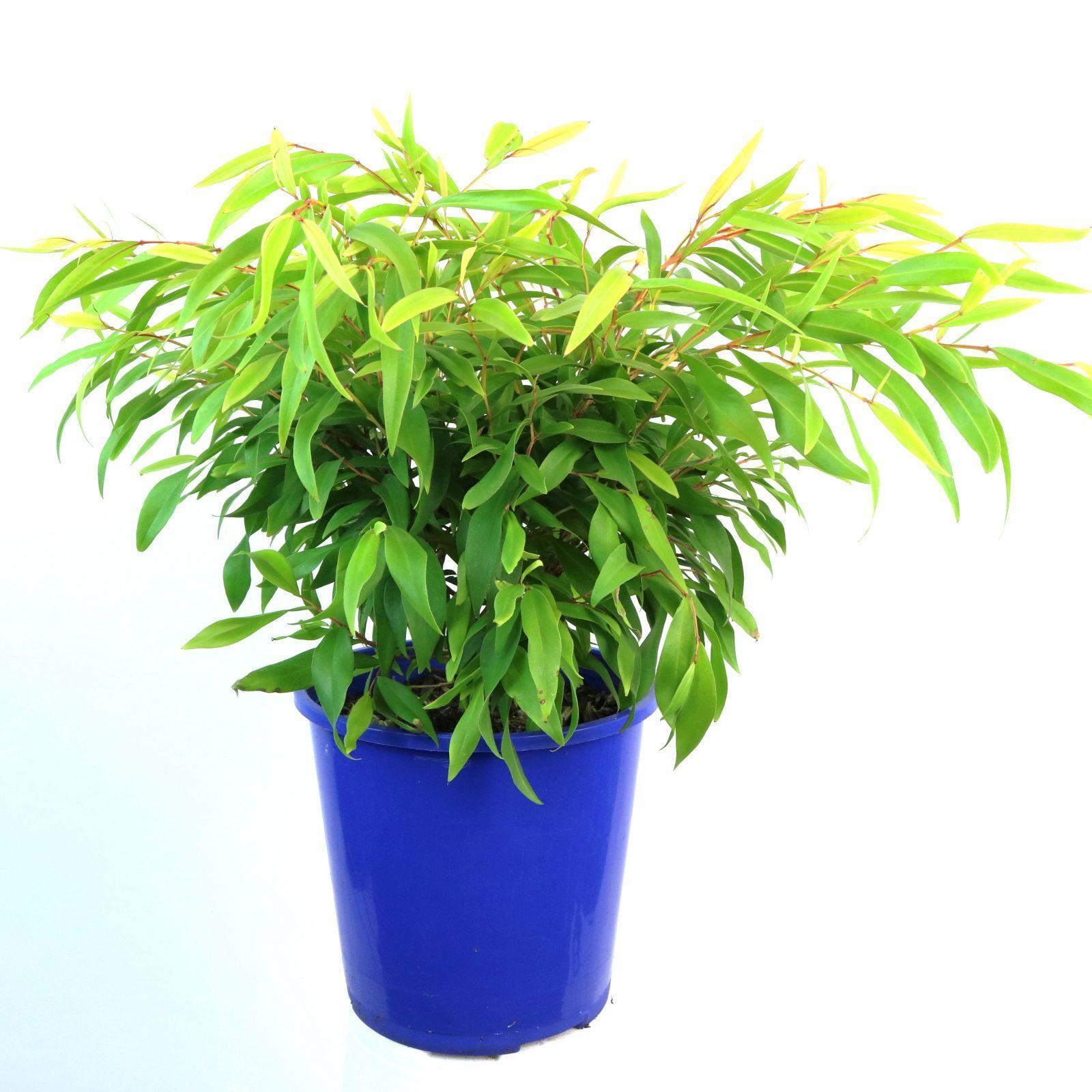 175mm Agonis Dwarf Peppermint 'Mighty Tuff Range' - Agonis flexuosa ...