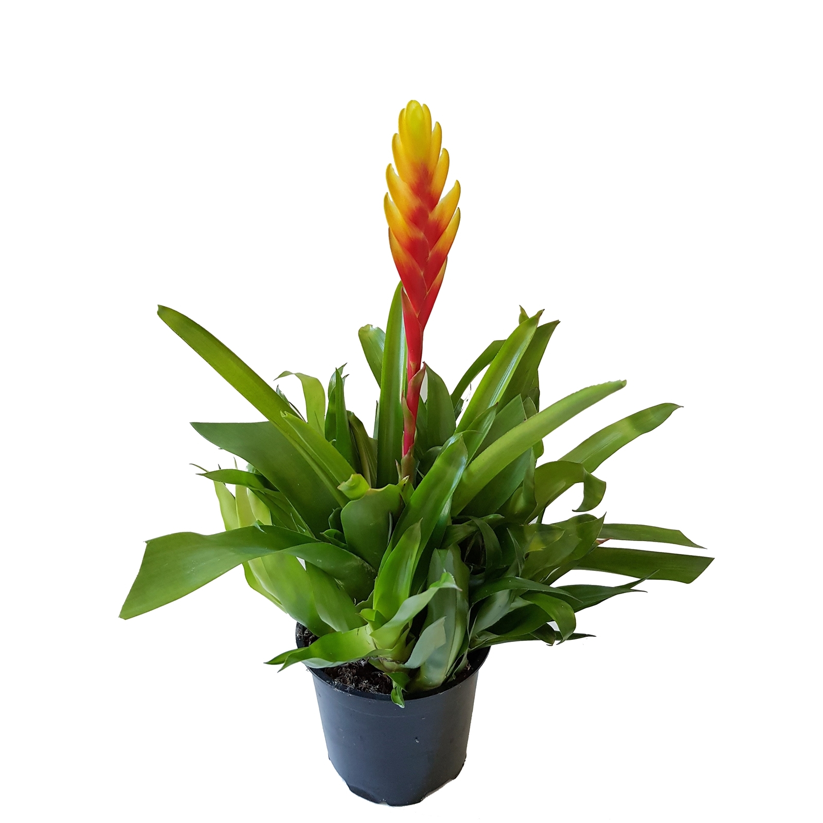 120mm Bromeliad Assorted - Bromeliad - Bunnings Australia
