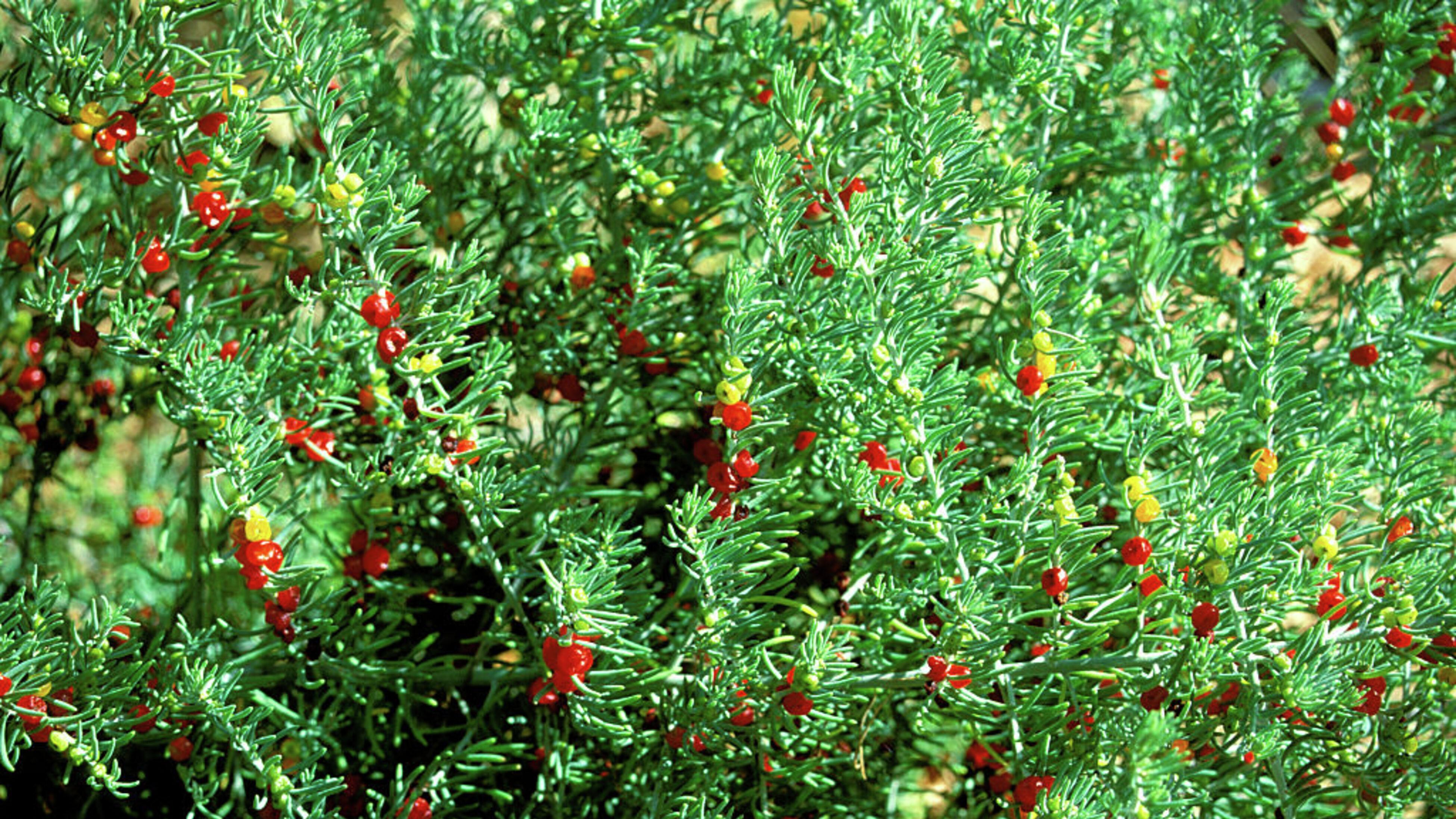 How To Grow Ruby Saltbush - Bunnings Australia