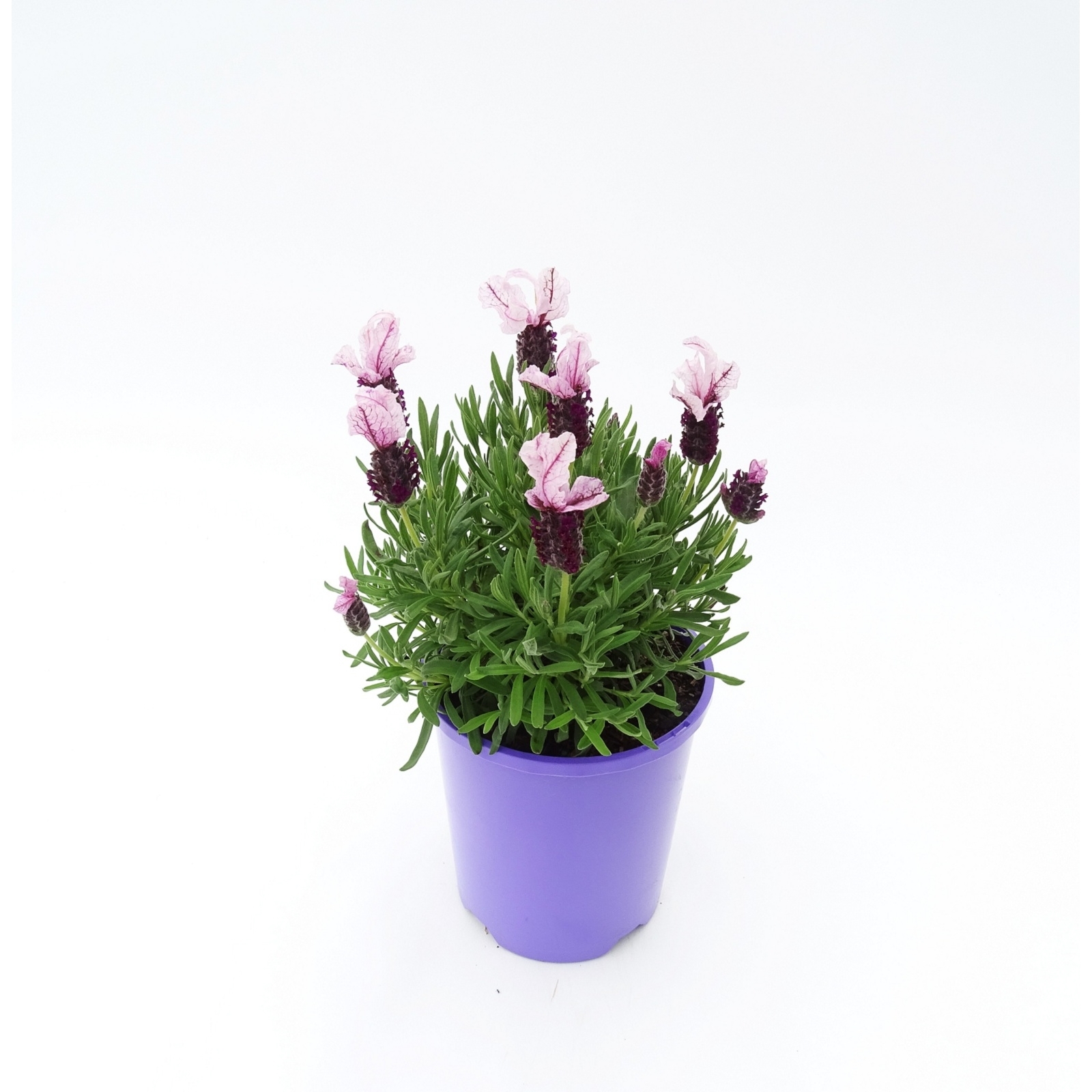 140mm Lavender Bella Rouge - Lavandula hybrid - Bunnings Australia