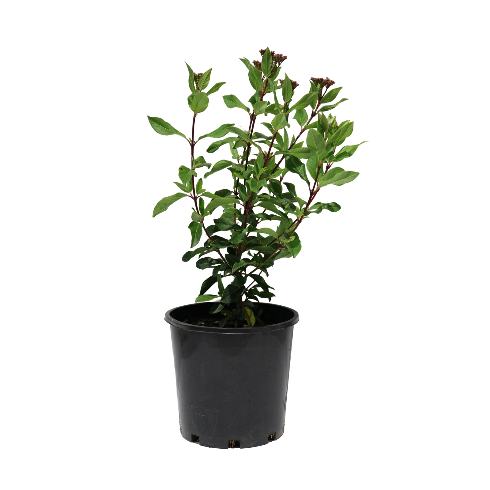 200mm Viburnum Snowball Tree - Bunnings Australia