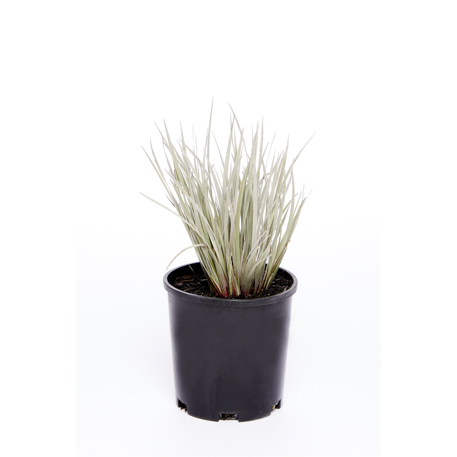 140mm Conostylis Silver Sunrise - Conostylis candicans 'Sliversunrise ...