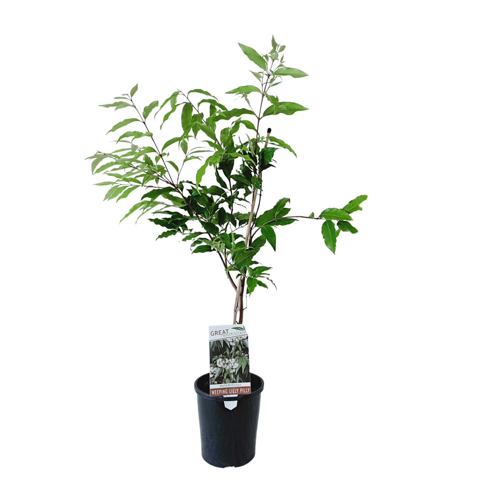 140mm Waterhousia Weeping Lilly Pilly - Waterhousia floribunda ...