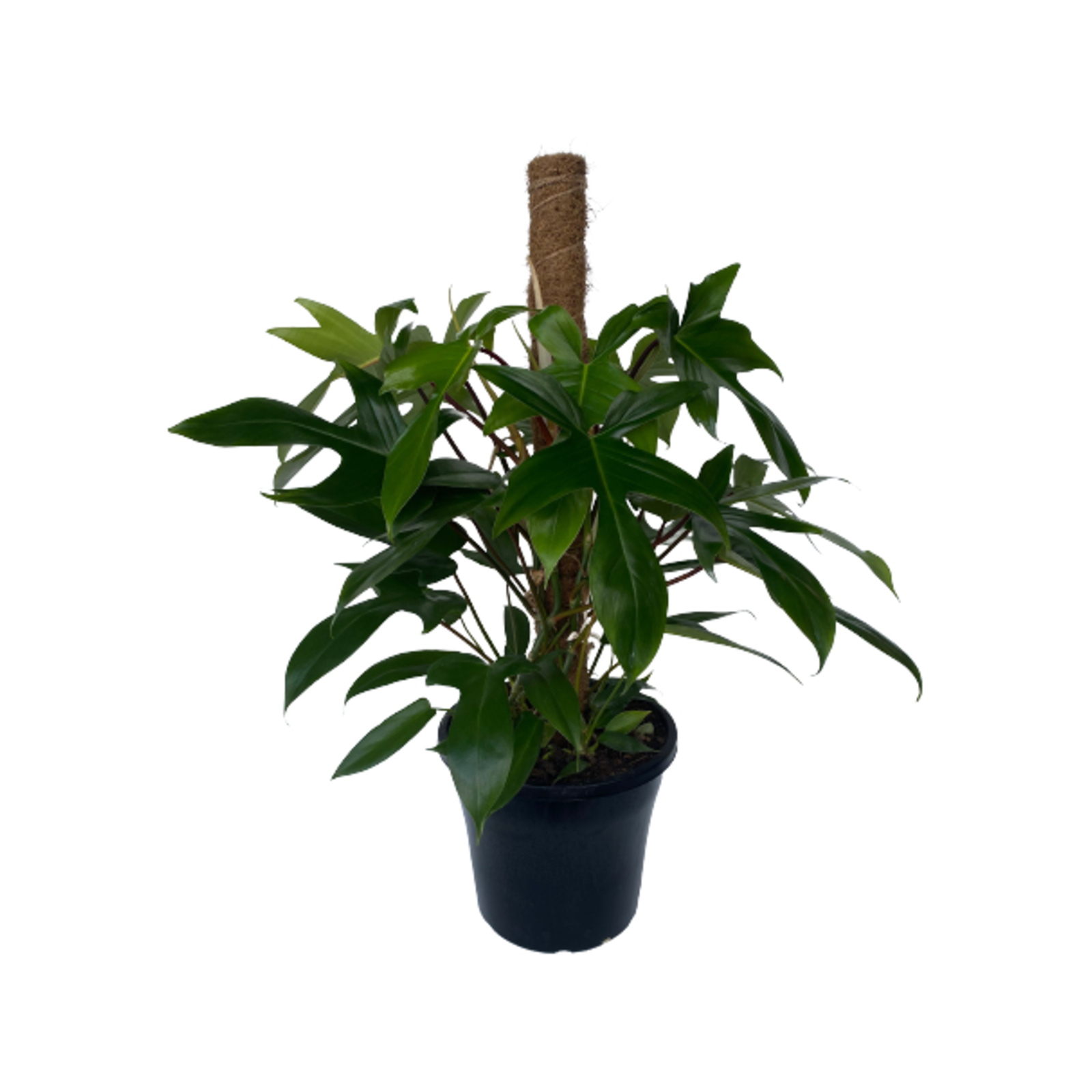 250mm Philodendron Florida Totem - Bunnings Australia