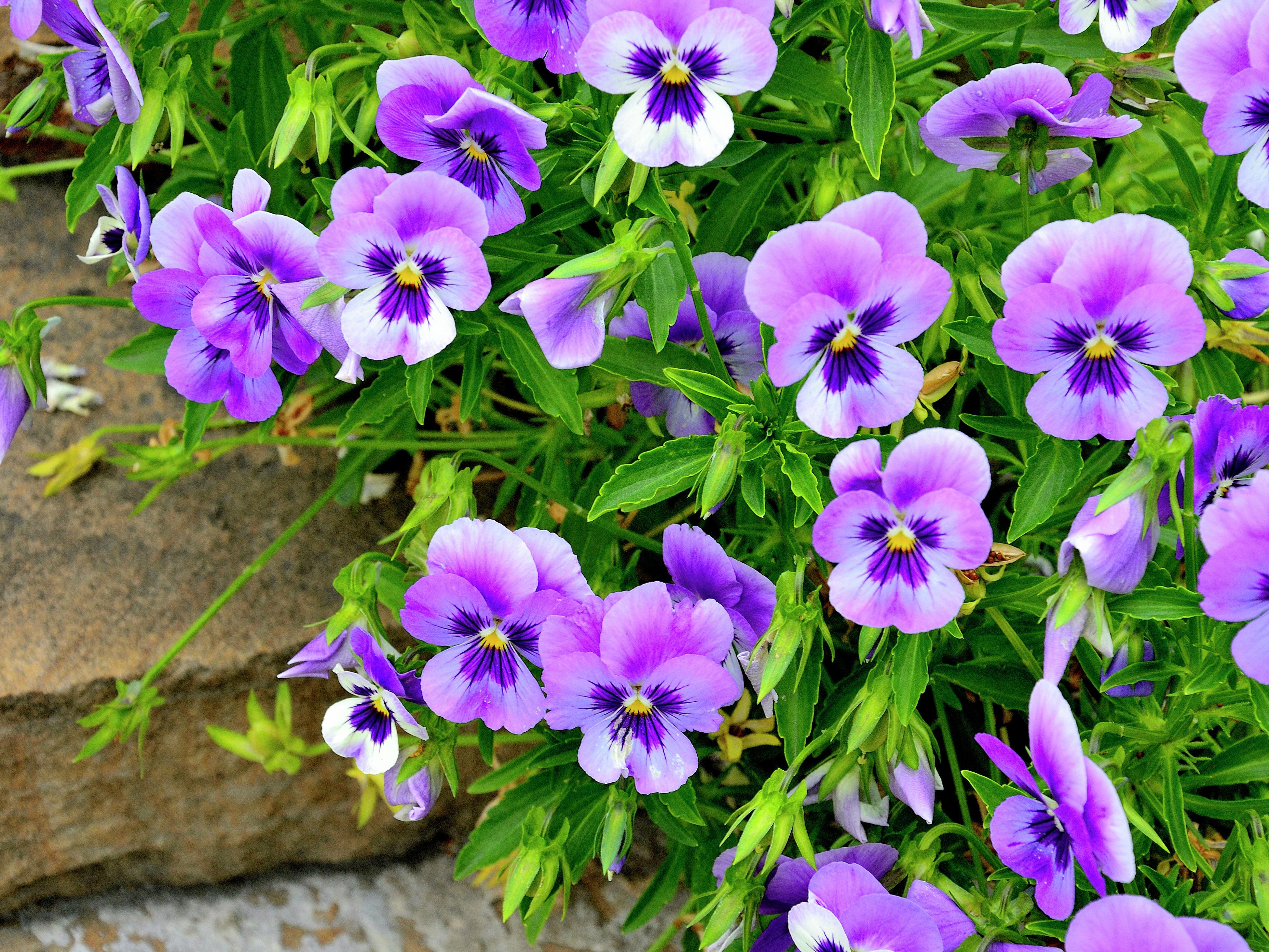 How To Plant And Grow Pansies - Bunnings New Zealand
