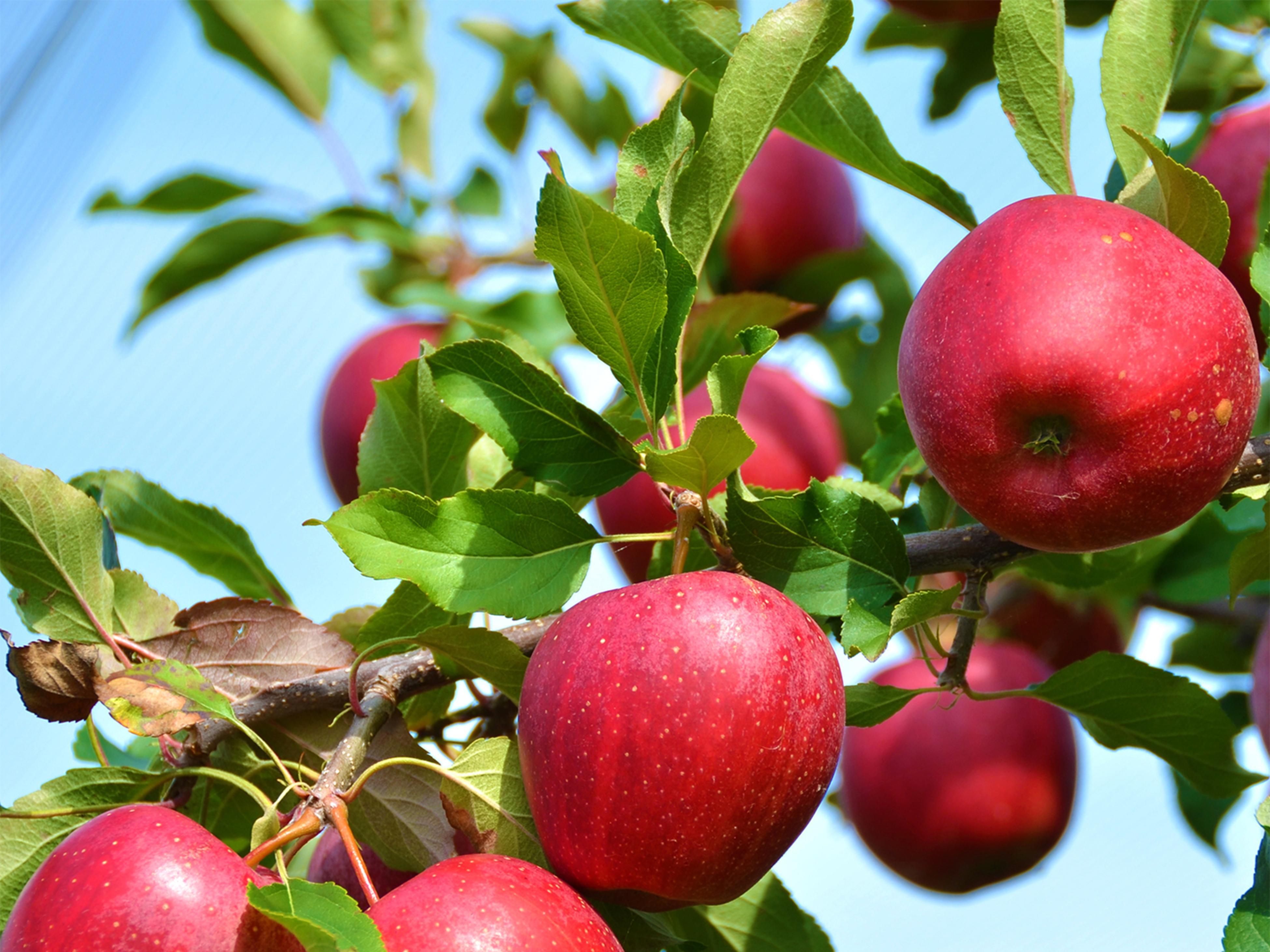 Fruit Trees & Plants - Bunnings Australia