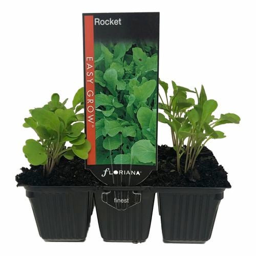 6 Cell - Rocket - Eruca sativa - Bunnings Australia