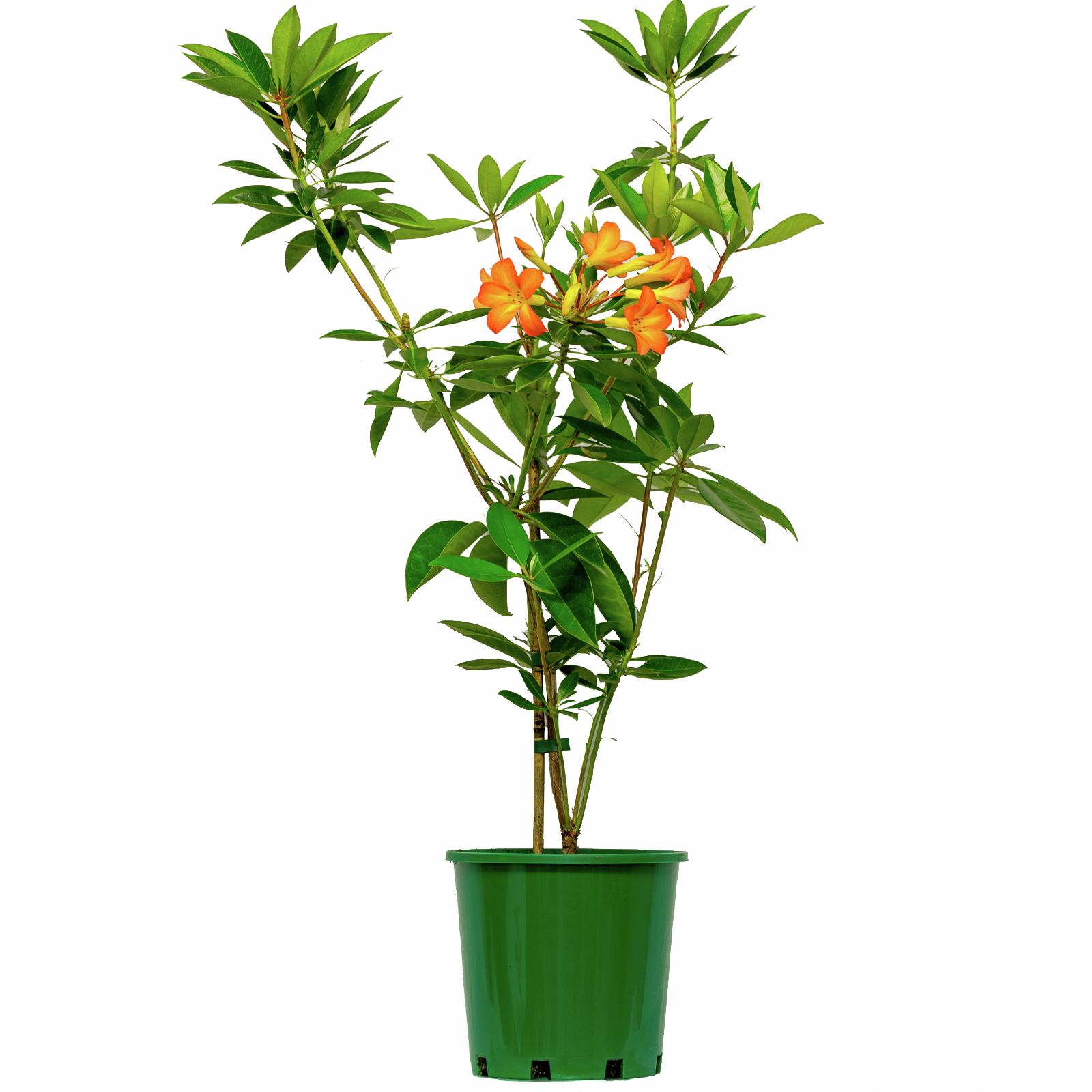 200mm Rhododendron Vireya species - Tropical Rhododenron - Bunnings ...