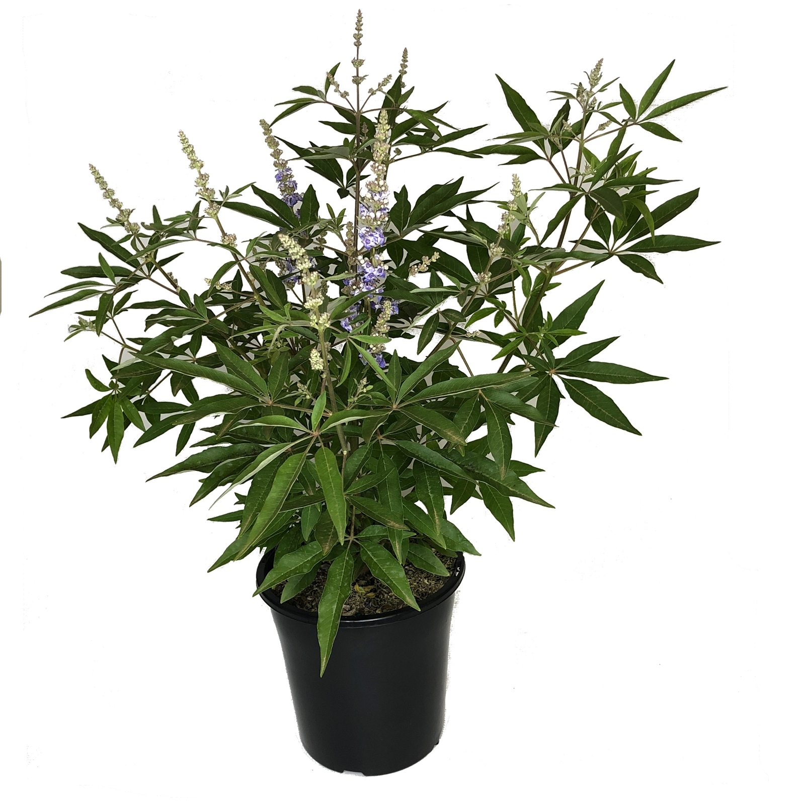 180mm Chaste Tree - Vitex agnus-castus ‘Petite Lavender’ - Bunnings ...