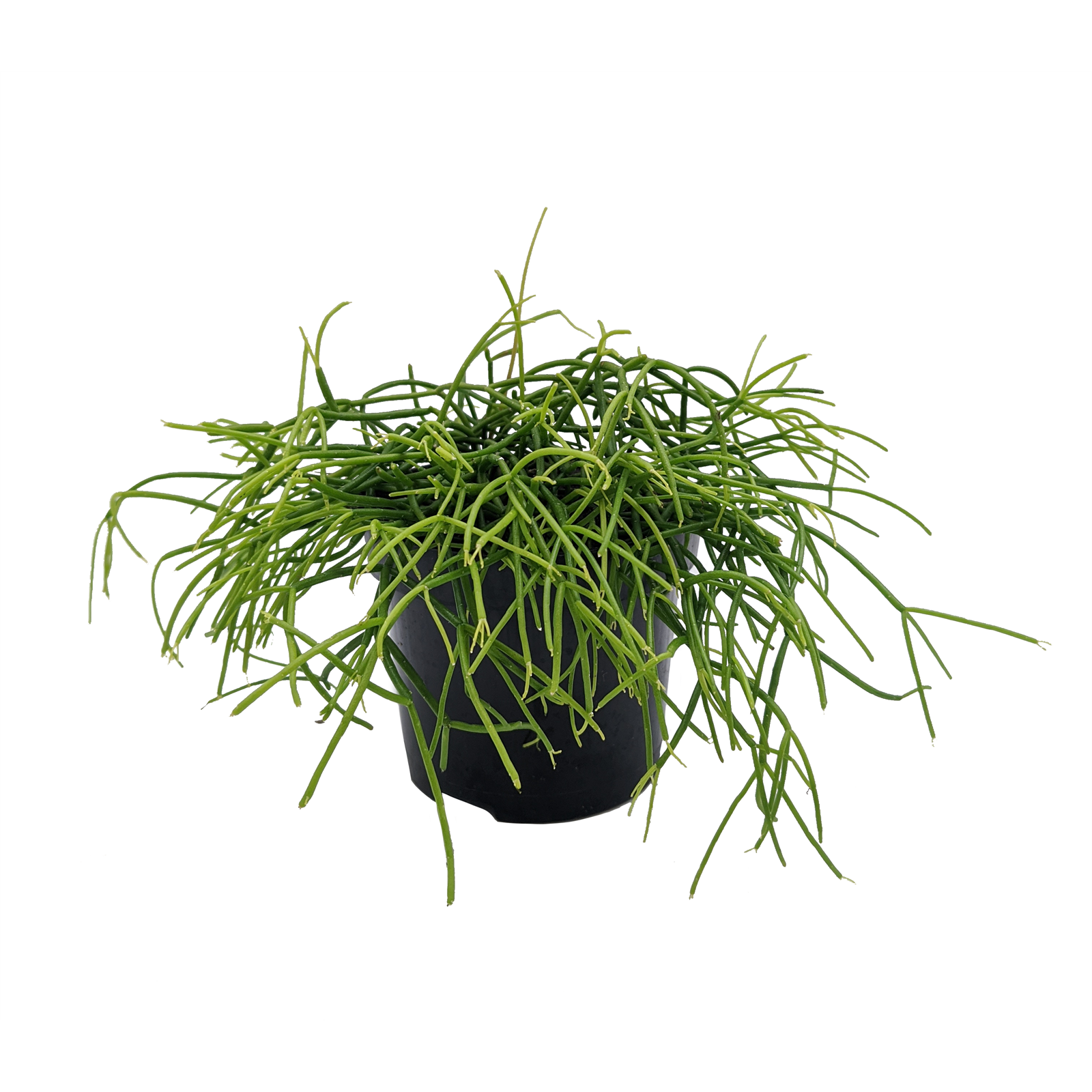 95mm Rhipsalis Assorted - Bunnings Australia