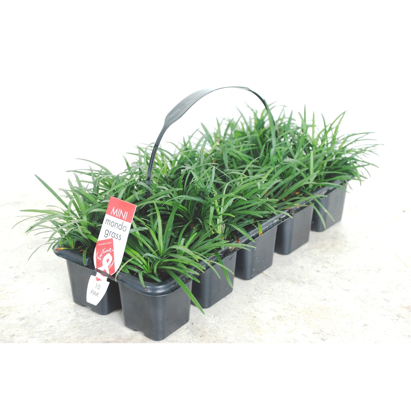300mm Miniature Green Mondo Grass - Ophiopogon japonicus nana - 10 Pack ...