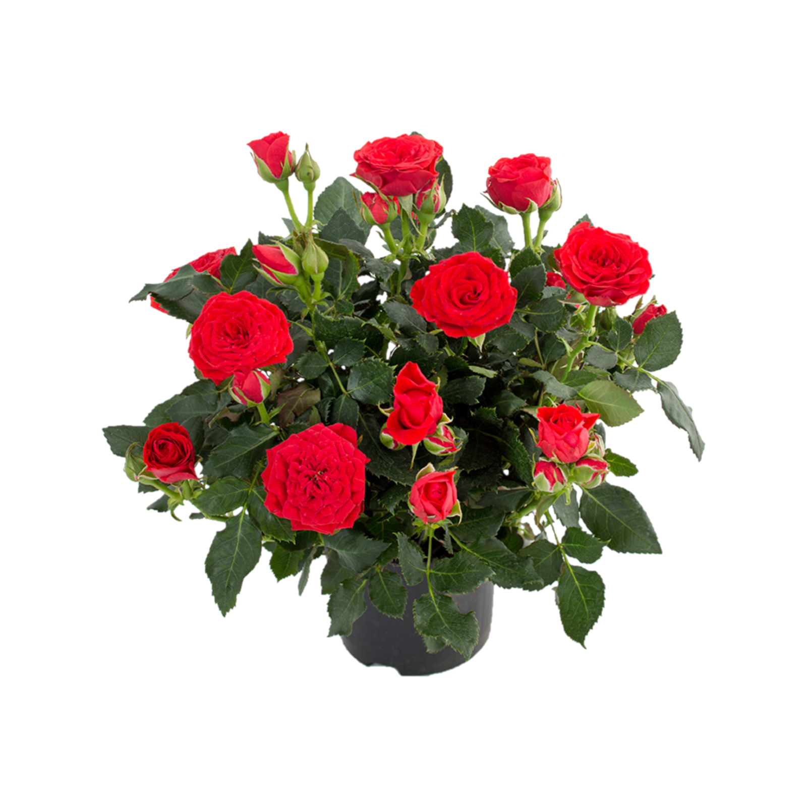 120mm Mini Red And White Roses - Rosa hybrida - Bunnings Australia