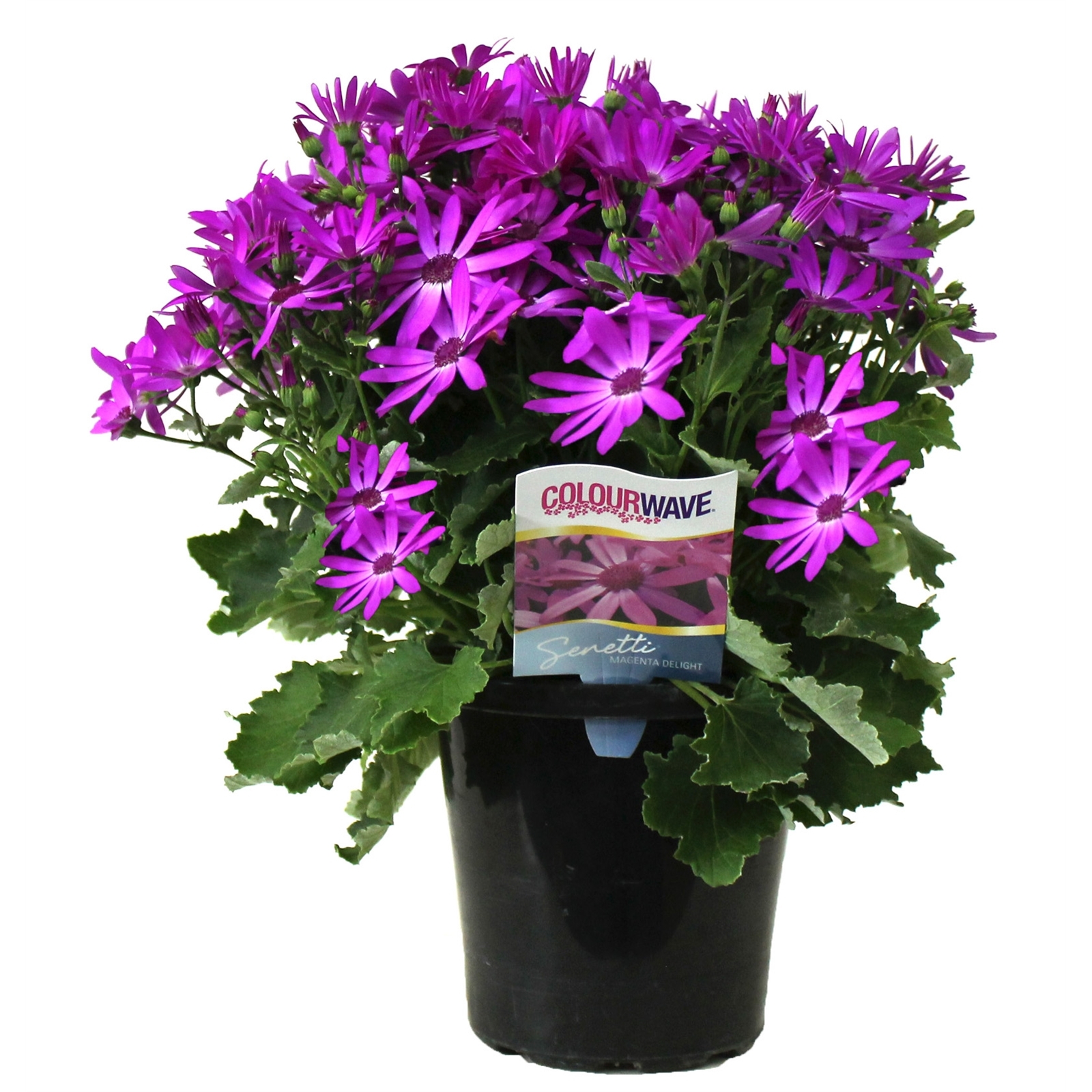 150mm Senetti Magenta Delight - Pericallus hybrid - Bunnings Australia
