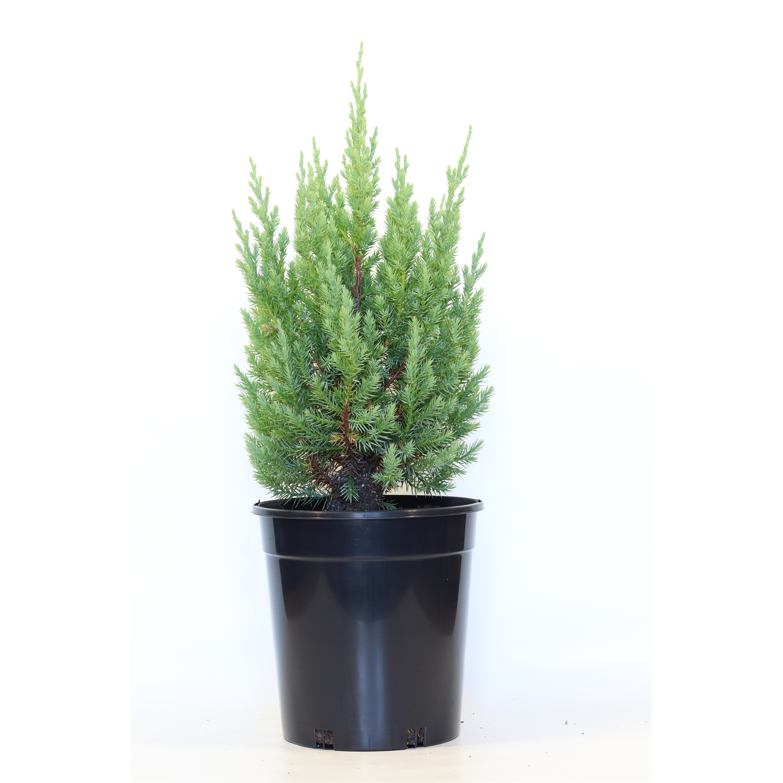 175mm Pyramidalis - Juniperus chinensis - Bunnings Australia