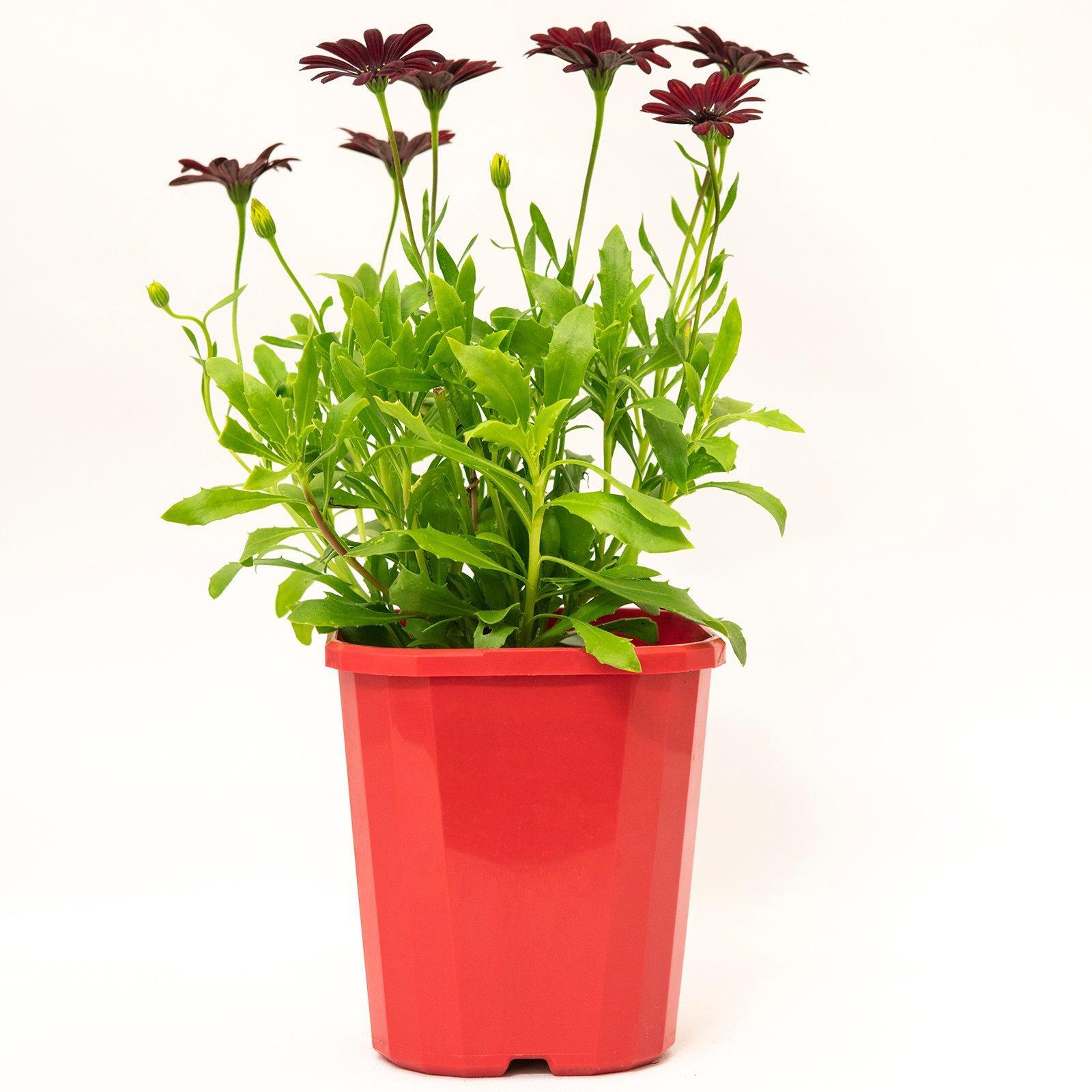 140mm Osteospermum Red - Bunnings Australia