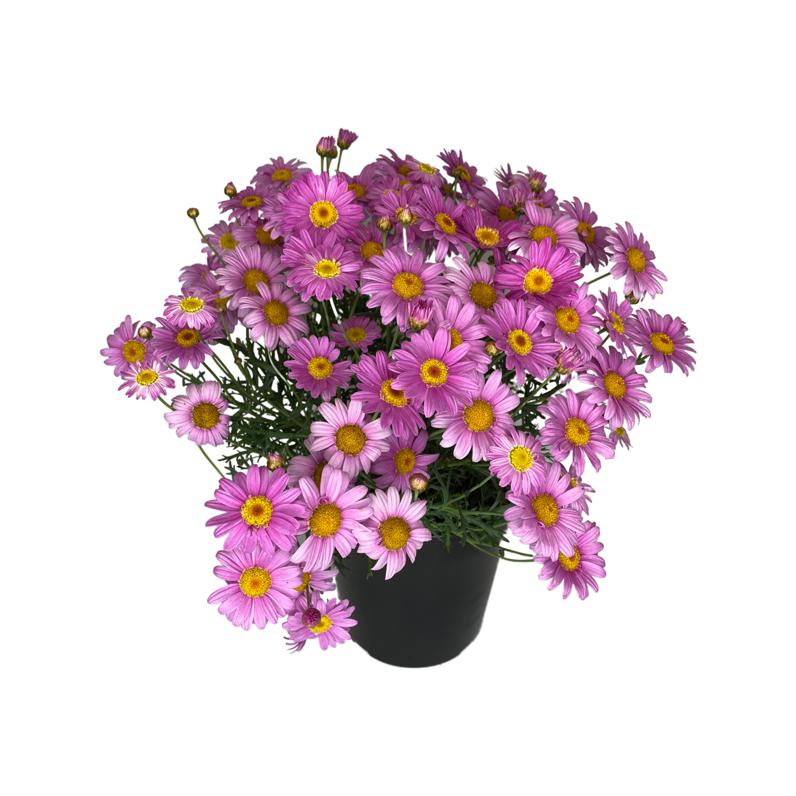 180mm Marguerite Daisy Pink - Argyranthemum frutescens hybrid ...