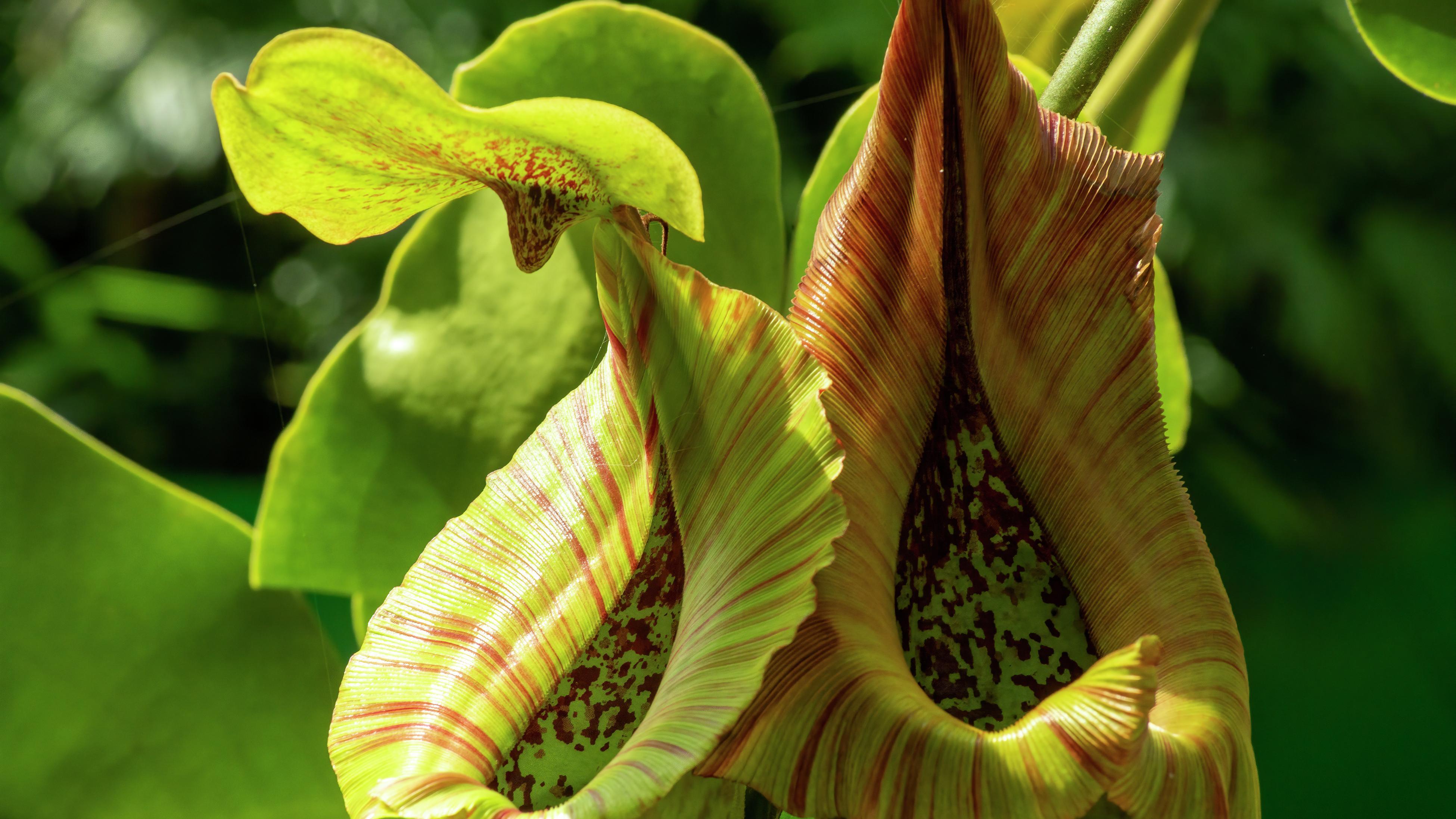 How To Grow And Care For Pitcher Plants - Bunnings Australia