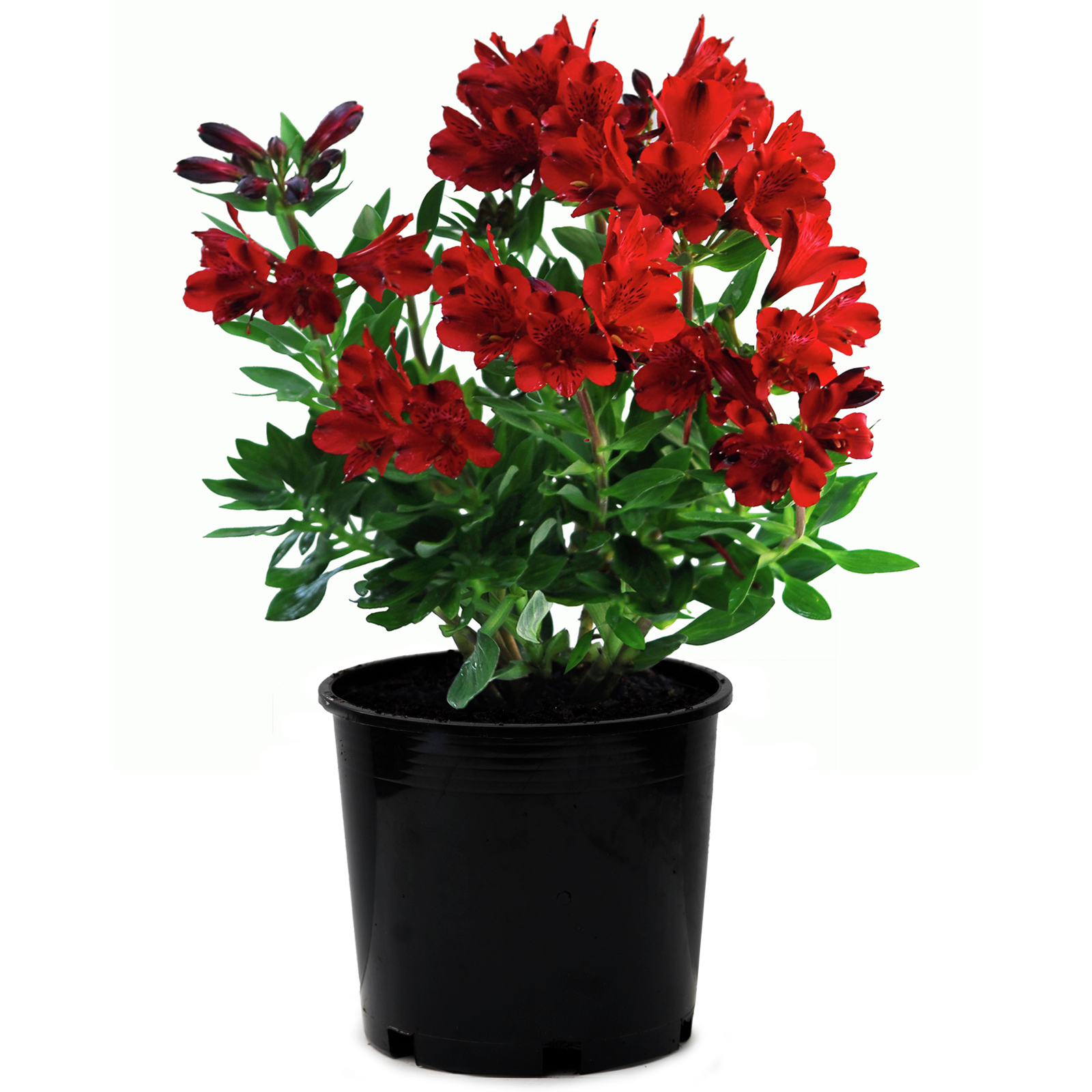 170mm Peruvian Lily - Alstroemeria 'Inca Bandit' - Bunnings New Zealand