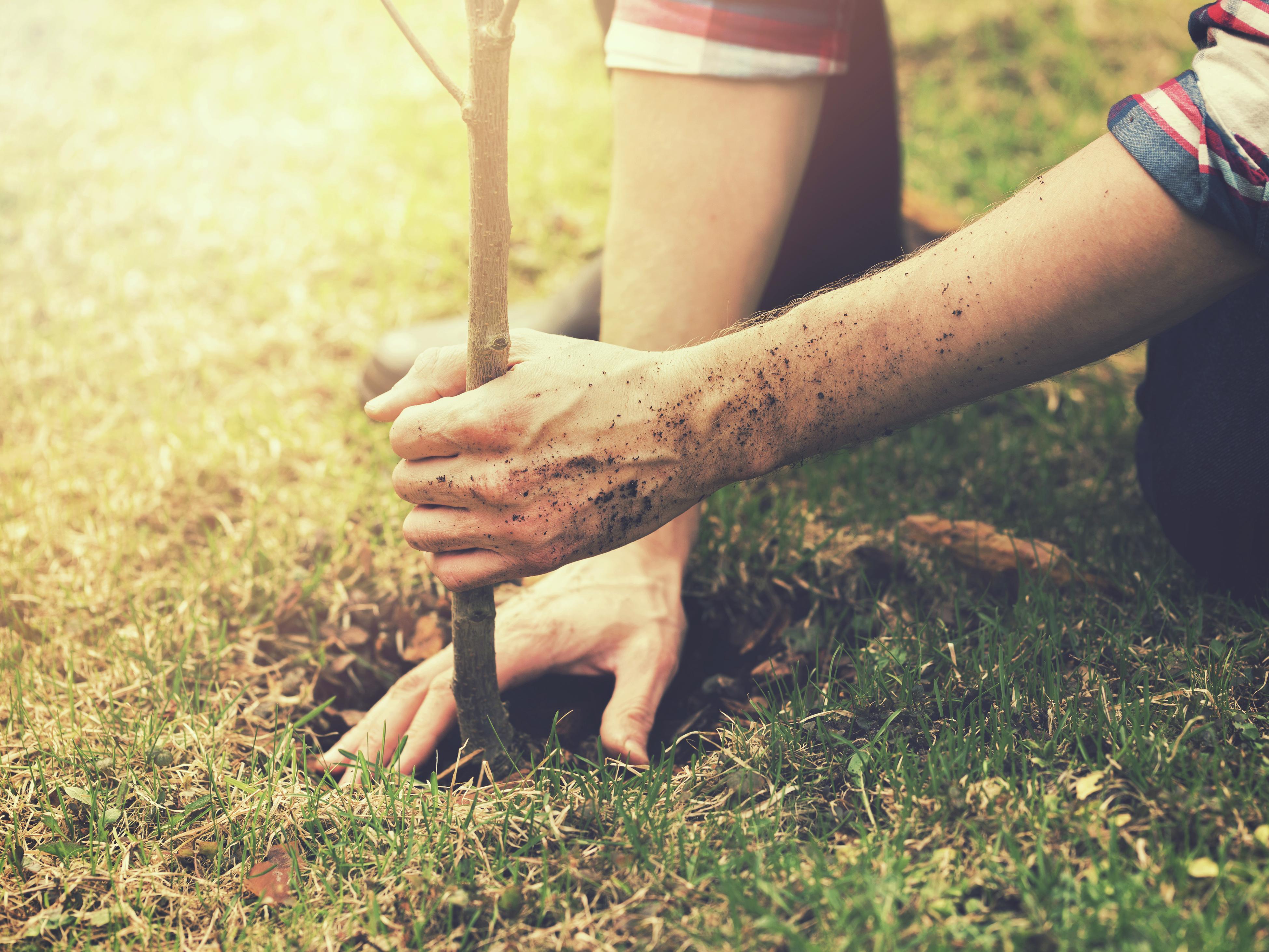 Five Reasons To Plant An Advanced, Mature Tree - Bunnings New Zealand