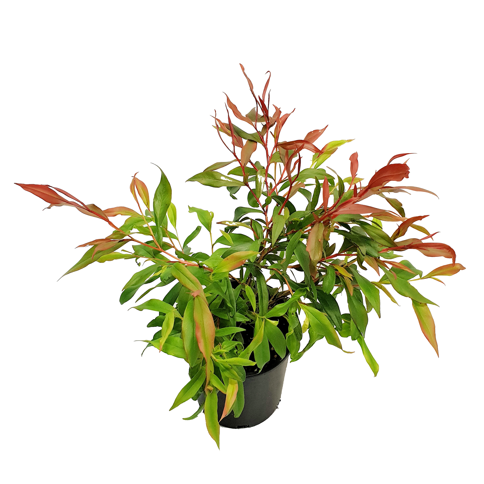 140mm Agonis Willow Peppermint - Agonis flexuosa Nana - Shore Thing ...