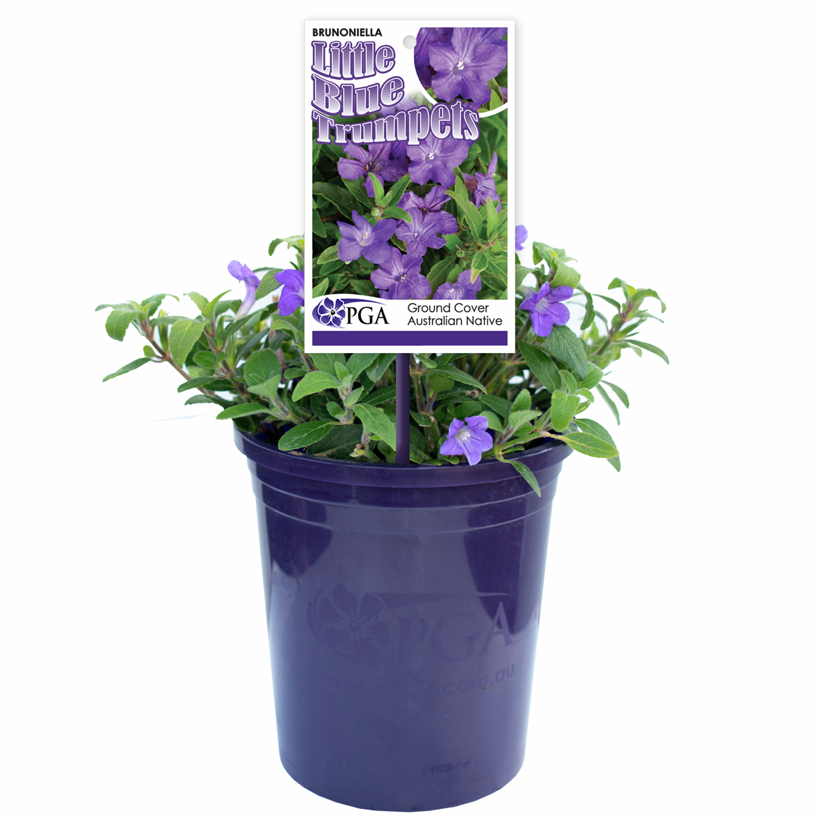 140mm Little Blue Trumpets - Brunoniella pumilio - Bunnings Australia