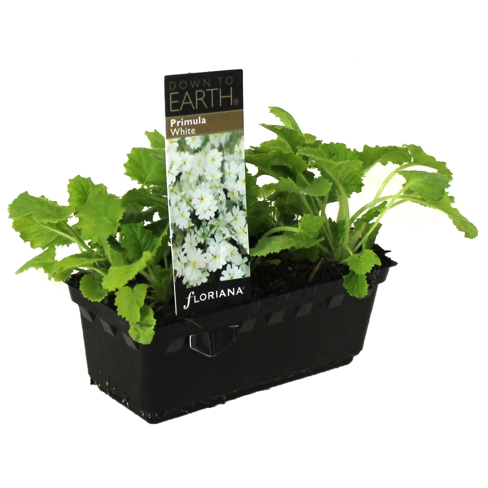 Punnet Primula Gilhams White - Primula malacoides - Bunnings Australia