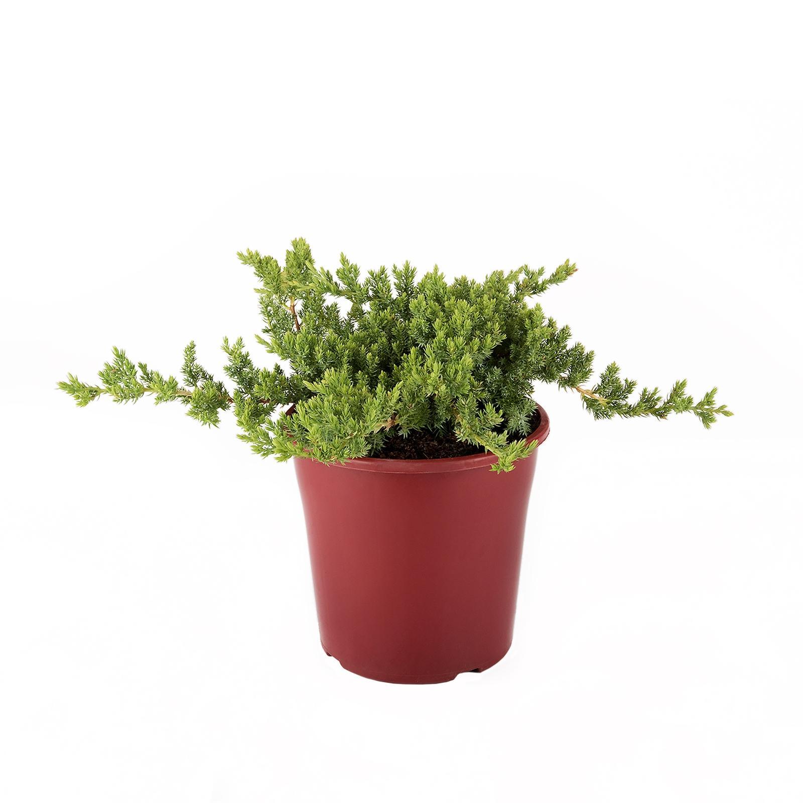 200mm Prostrate Juniper - Juniperus squamata Prostrata - Bunnings Australia