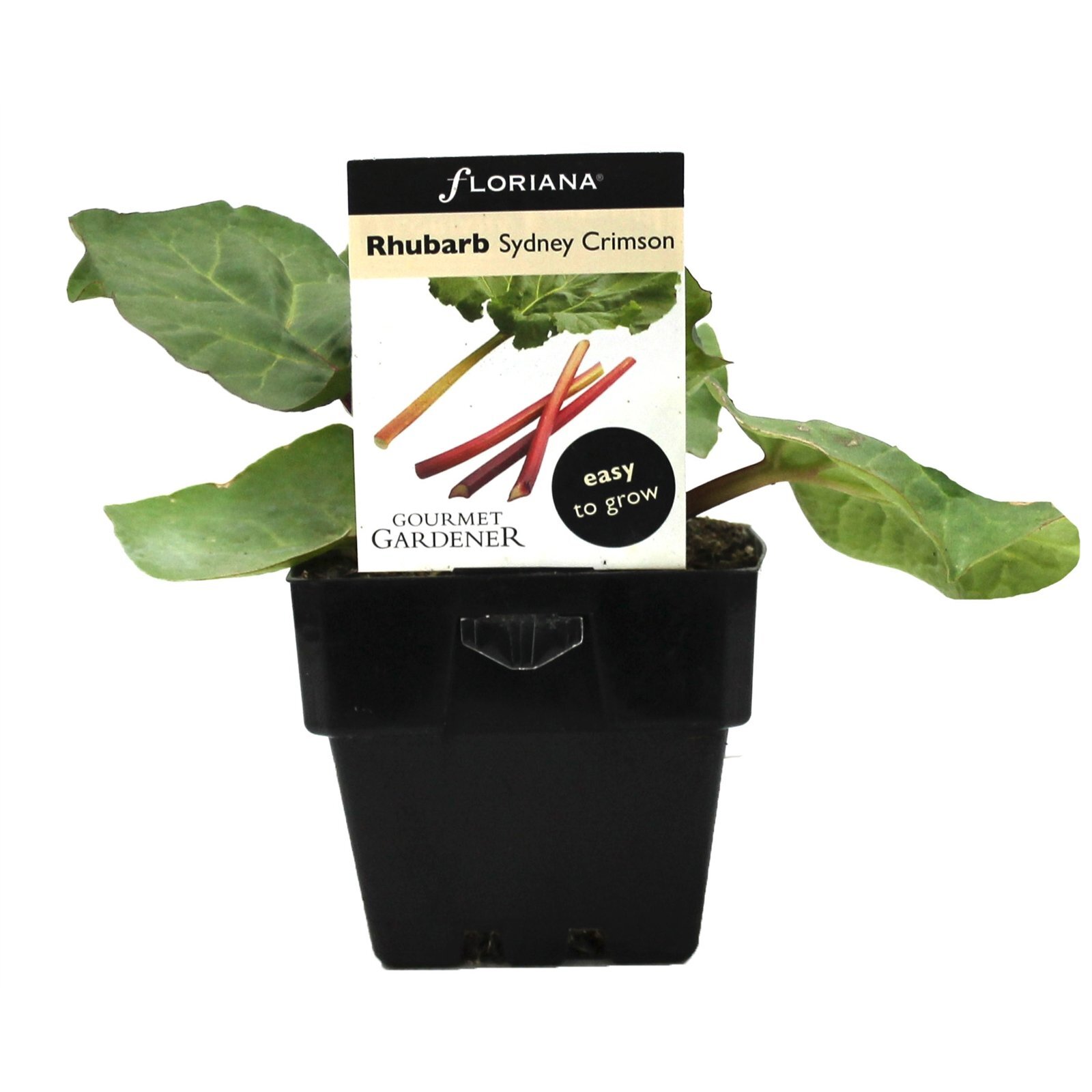 100mm Rhubarb Sydney Crimson - Rheum x cultorum - Bunnings Australia