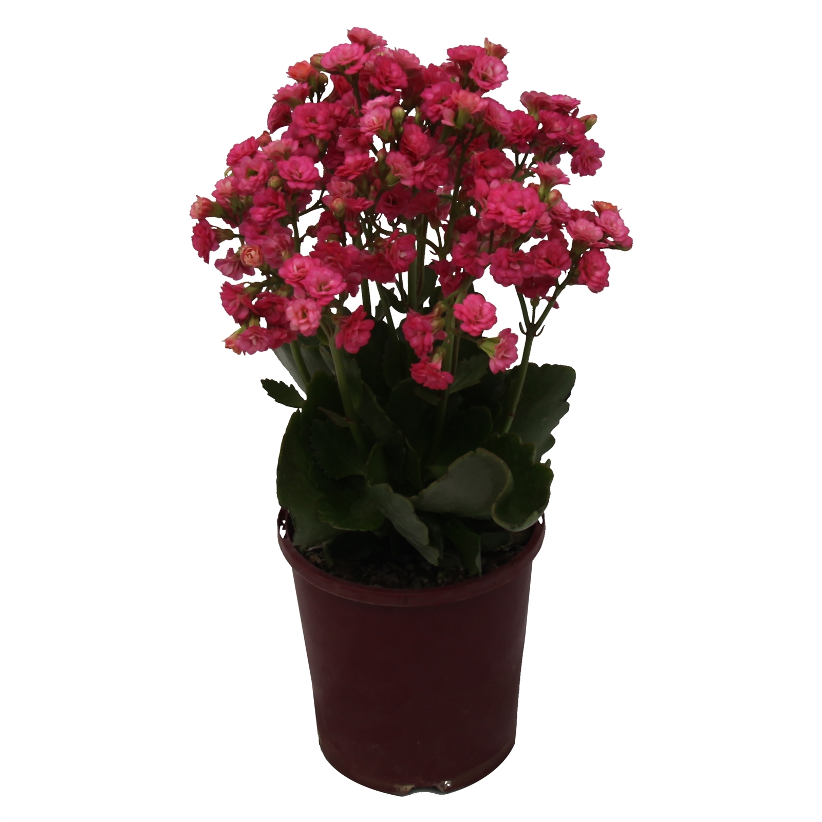 125mm Calandiva Range - Kalanchoe blossfeldiana - Bunnings Australia